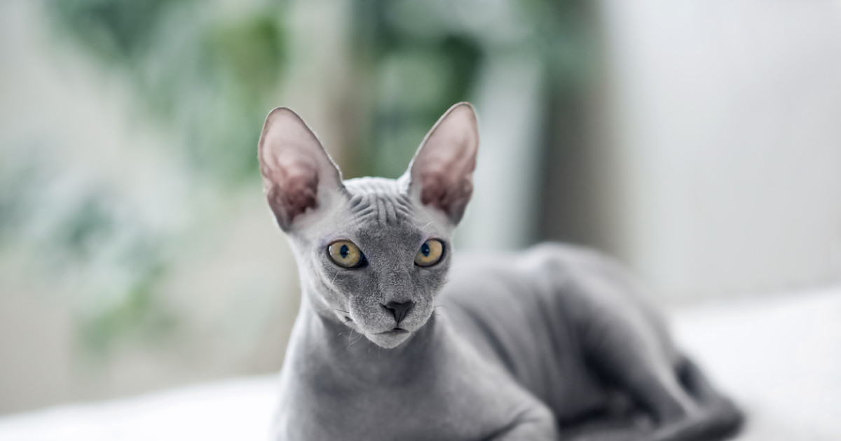 11 Hairless (and Partially Hairless) Cat Breeds