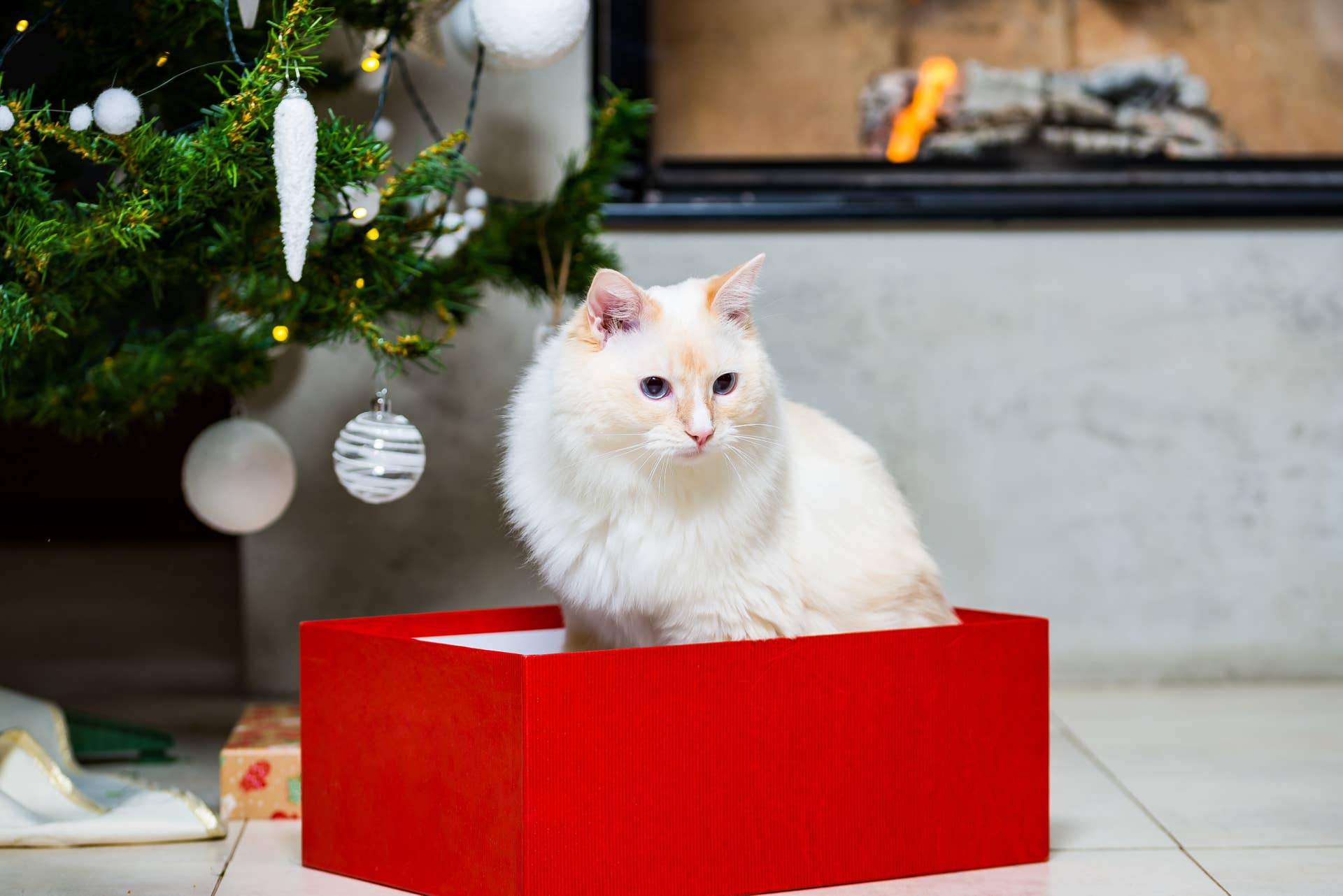 Ragdoll Cat Steals the Show with Hallway 'Dance of the Sugar Plum Fairy ...