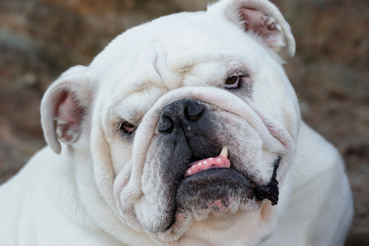 English Bulldog's Grumpy Response to Being Woken From Nap Couldn't Be ...