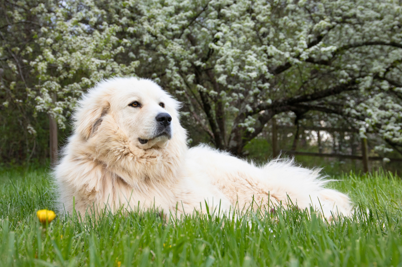The Top 3 Chillest Dog Breeds, According to an Expert