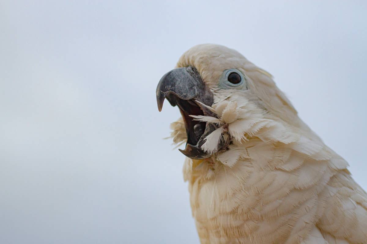 Cockatoo Throws Comical Toddler-Style Tantrum When Parents Leave the ...