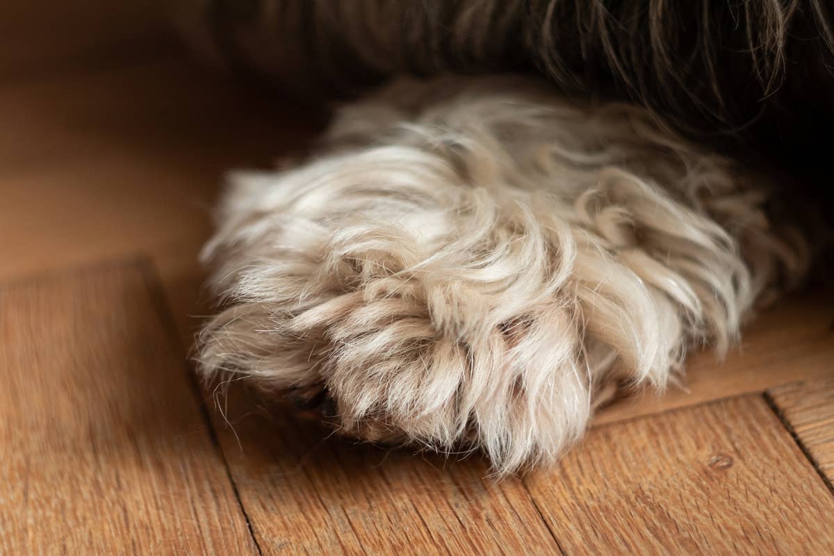 Rare 'Silky Wirehaired' Dachshund's 'Doodle-Like' Appearance Has ...