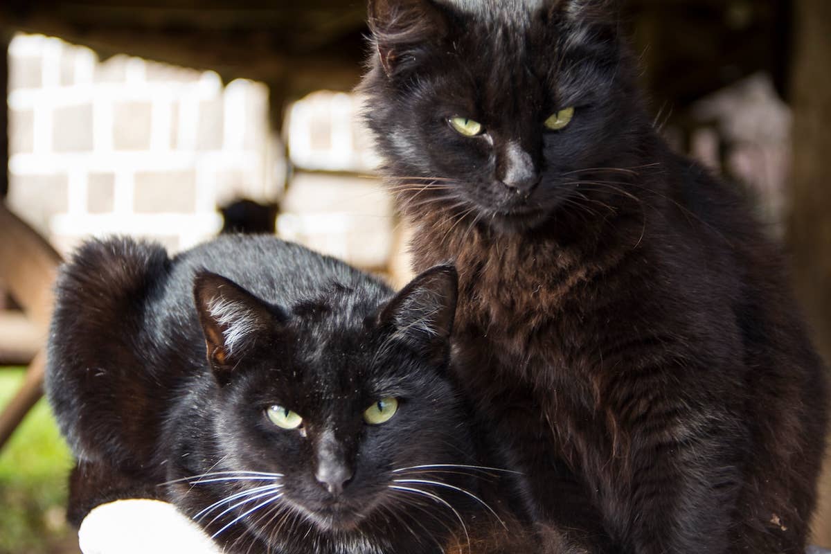 Two Male Cats Somehow Turn Up with Kittens and Everyone Is Asking All ...