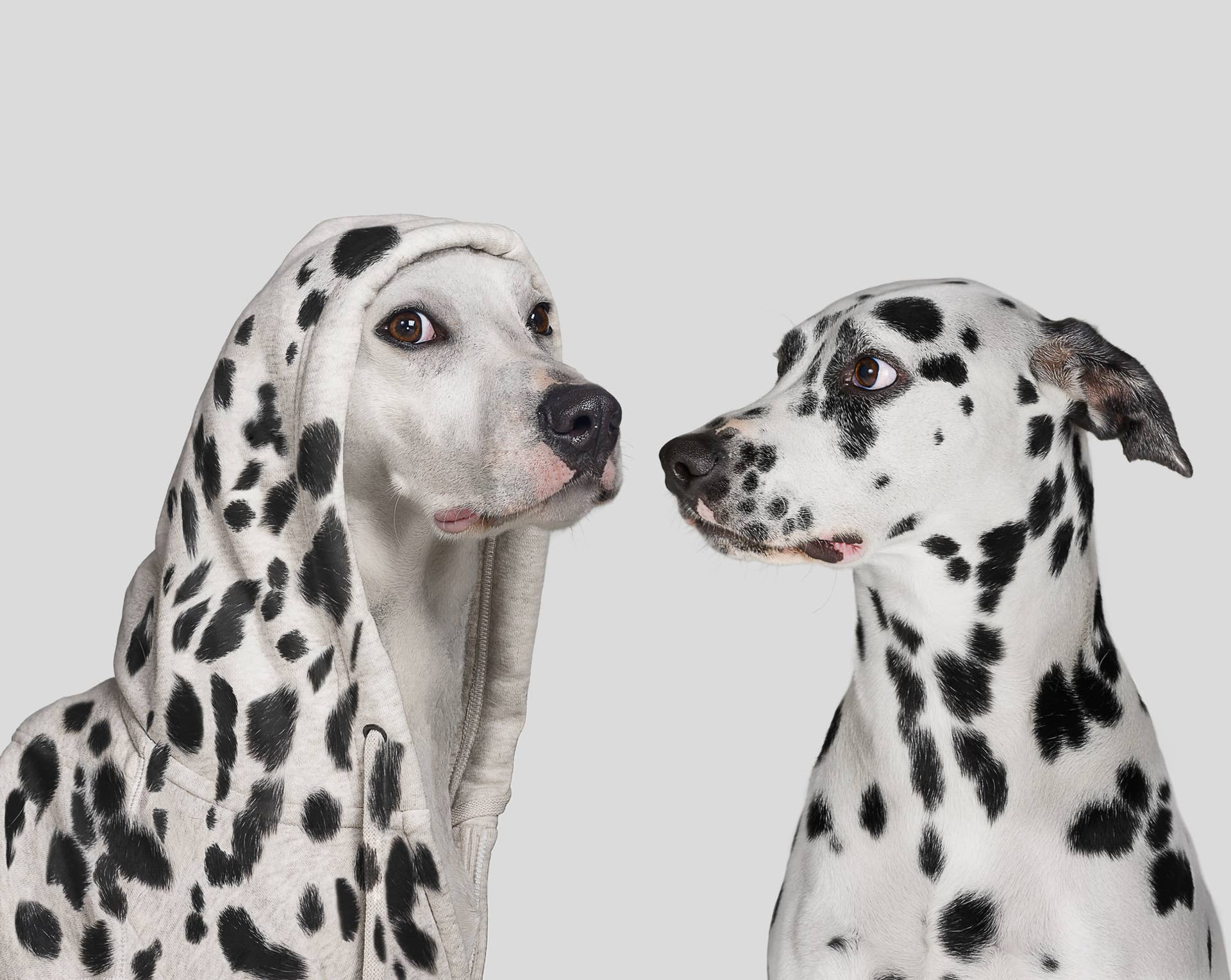 7 Spotted Dog Breeds With Polka Dots - Parade Pets