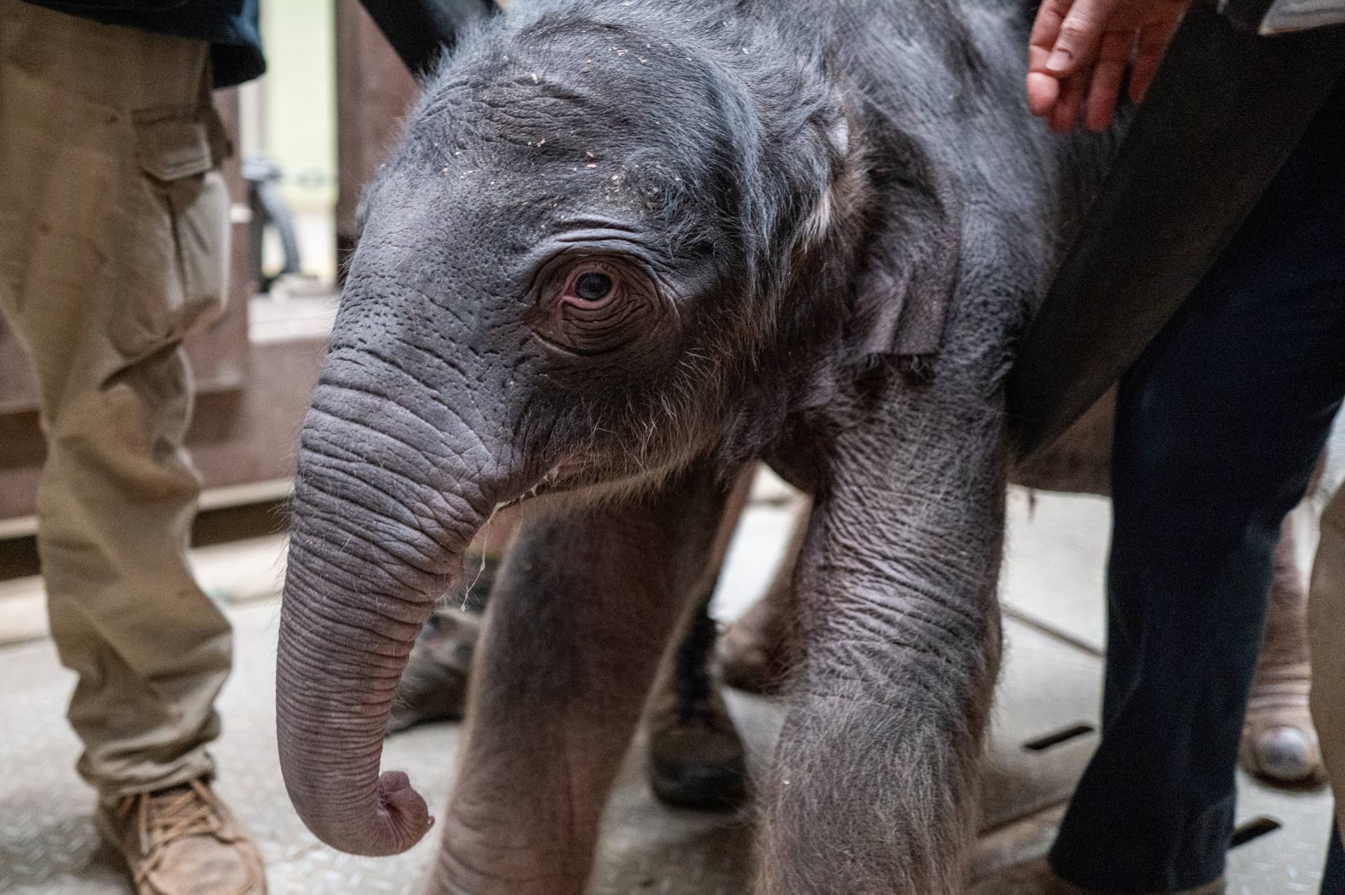 The Smithsonian Zoo Welcomes a New Baby Elephant - Parade Pets