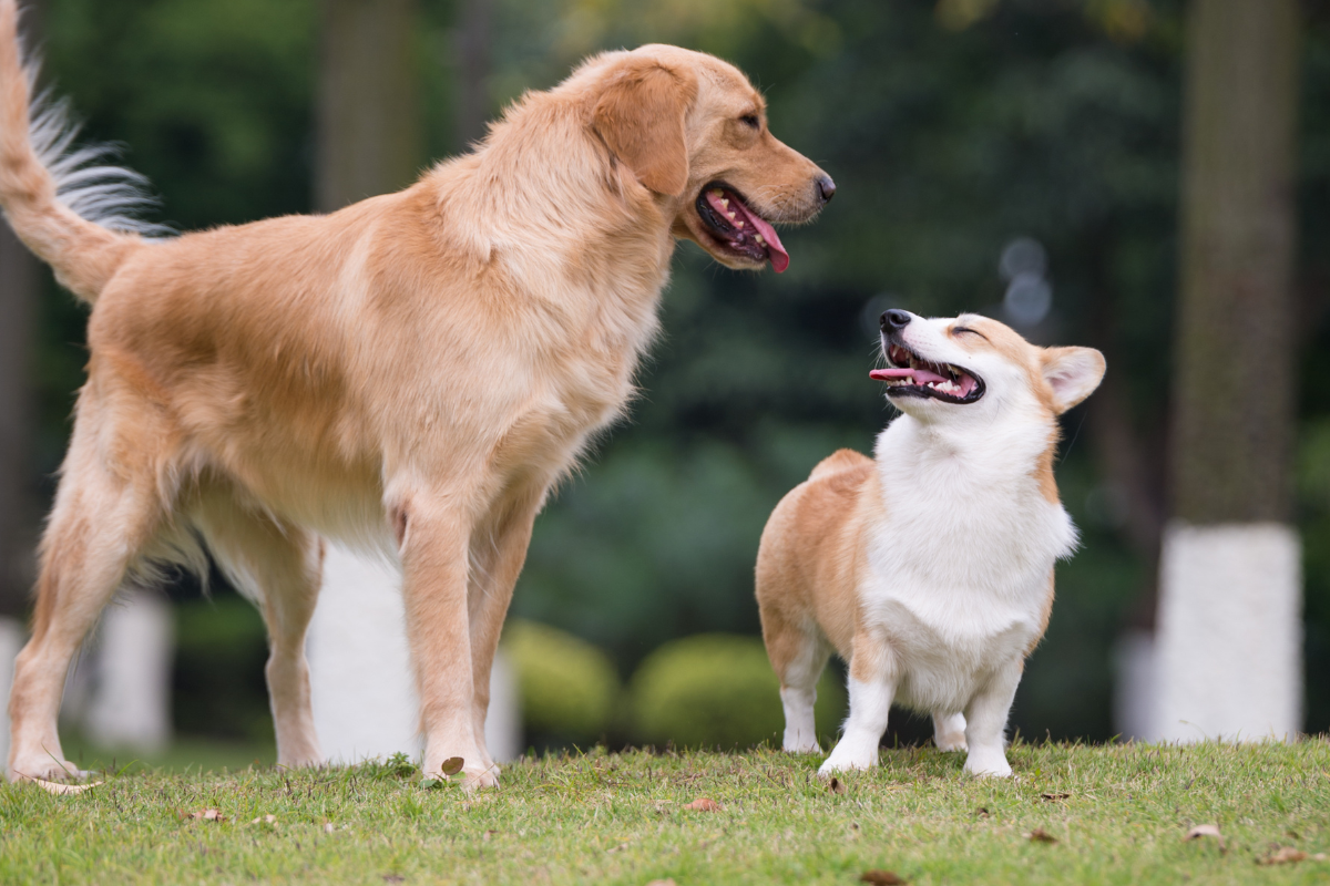 Frantic Corgi Begging Dad for Help When Golden Retriever Refuses ...