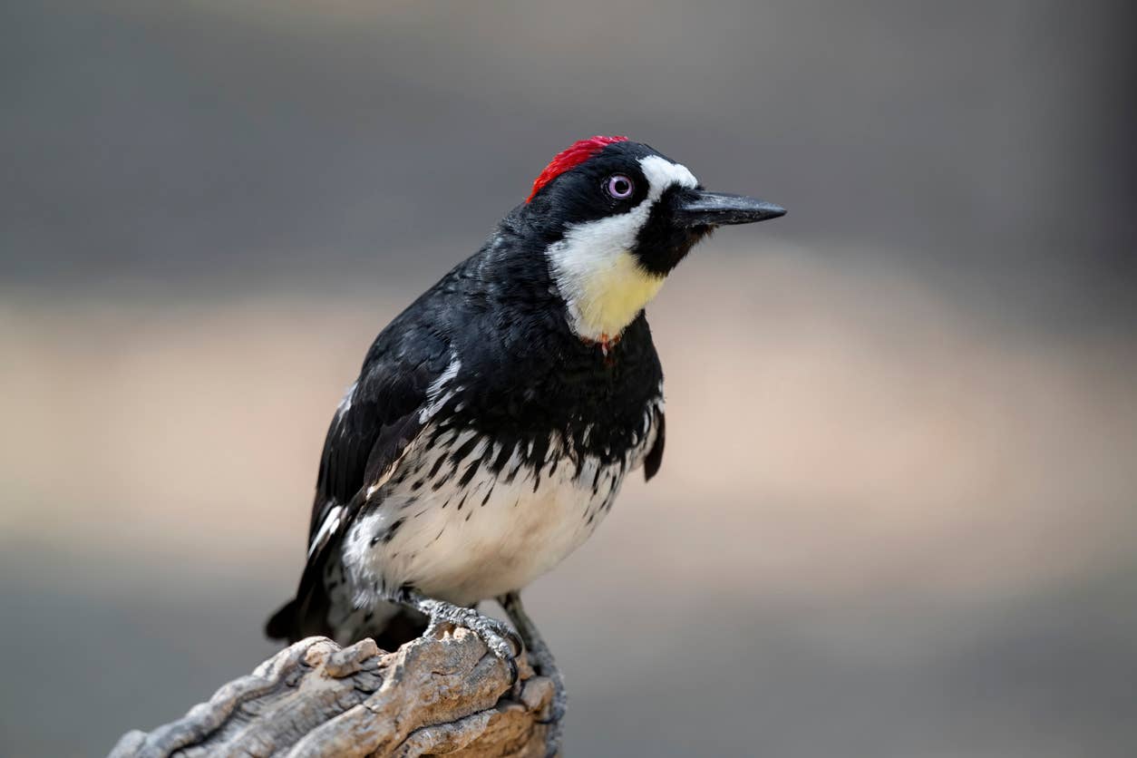 101 Animals That Start With 'A' (With Facts) - Parade Pets