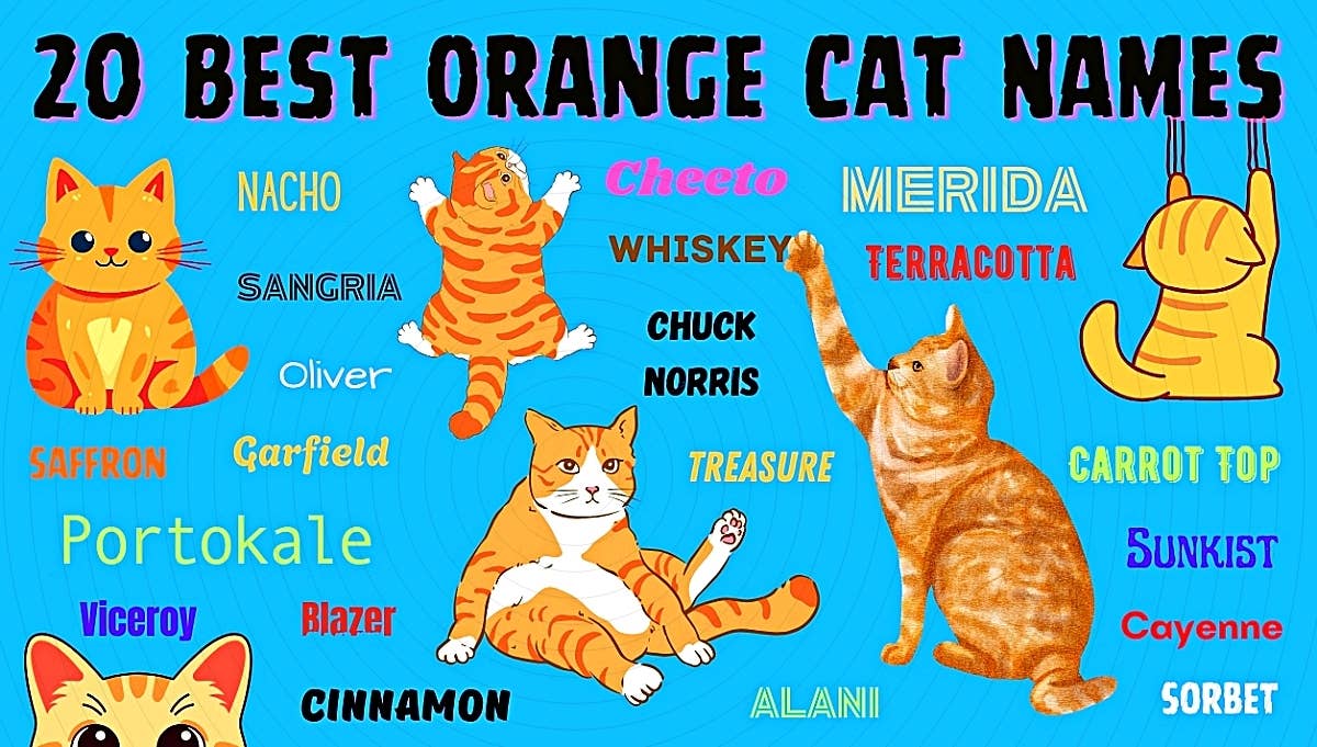 Ginger Cat Names