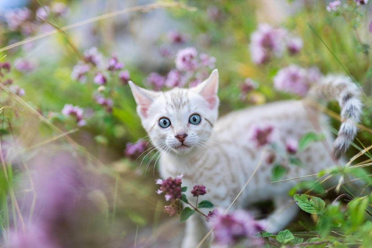 Rare and Beautiful White Bengal Kitten Has Everyone in Total Envy ...