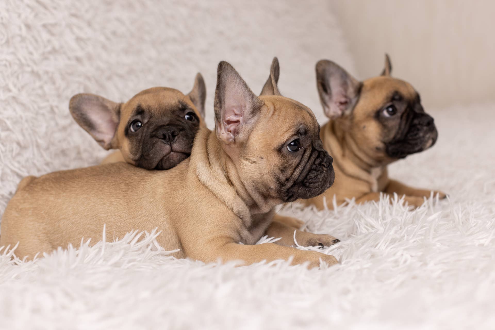 8 Adorable Wrinkly Dog Breeds - Parade Pets