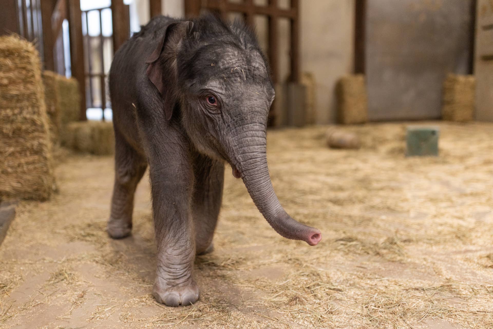 The Smithsonian Zoo Welcomes a New Baby Elephant - Parade Pets