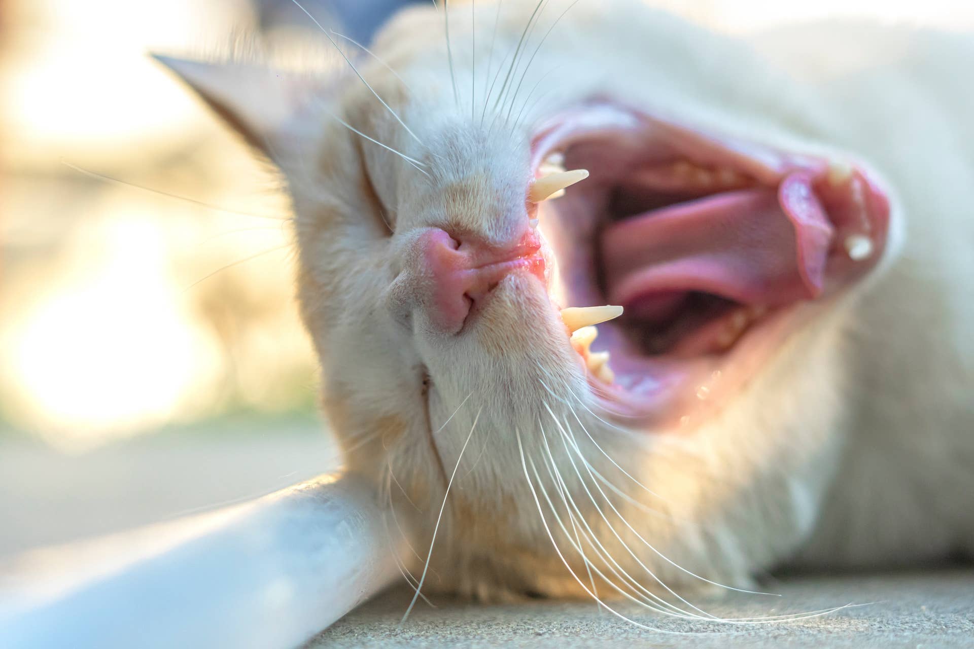 Feral Ginger Cat Guides Rescuers to Hidden Kitty Colony in Urgent Need ...