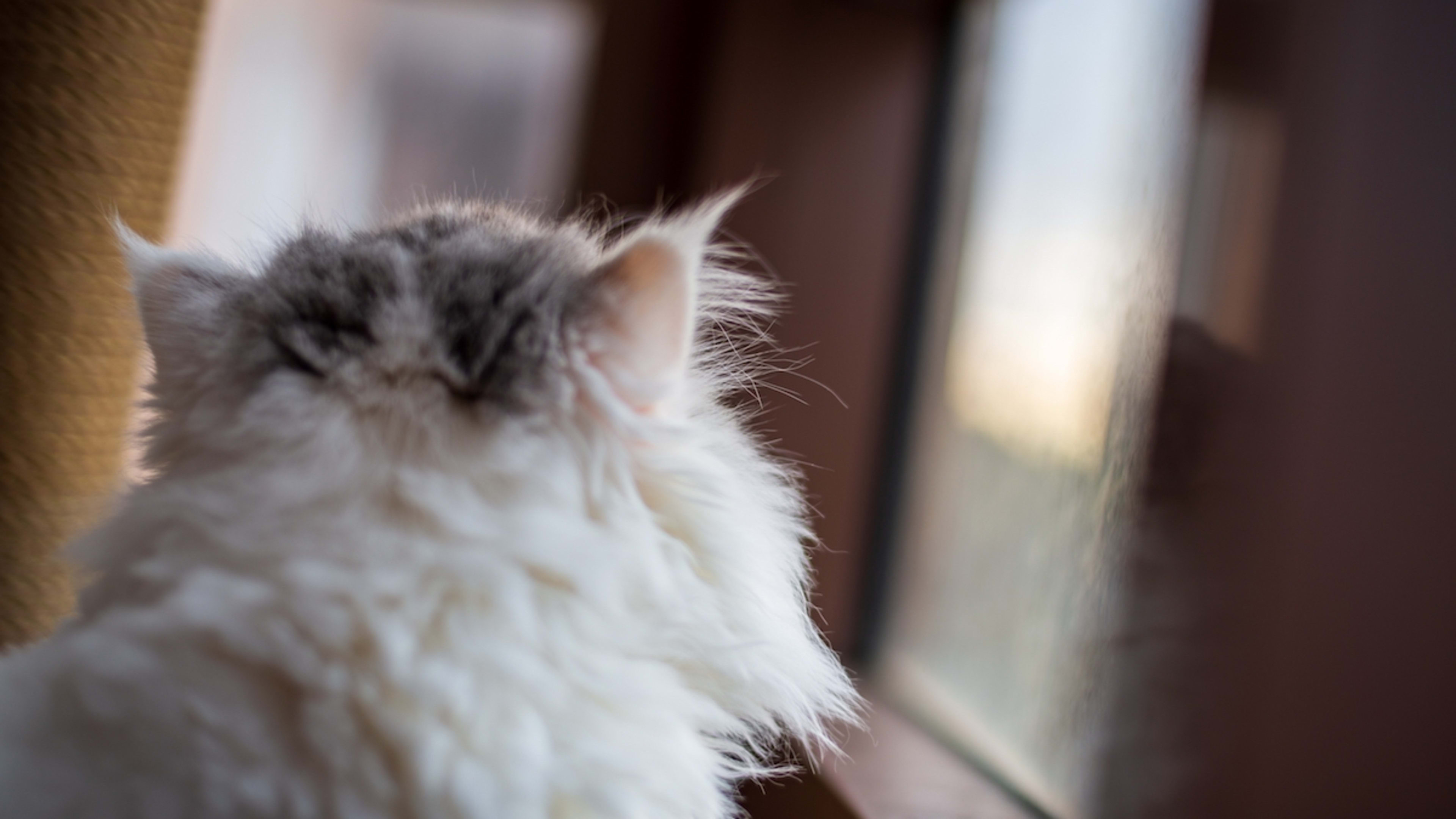 Persian Cat Is Such an Adorable Grump After Waking Up on the Wrong Side ...