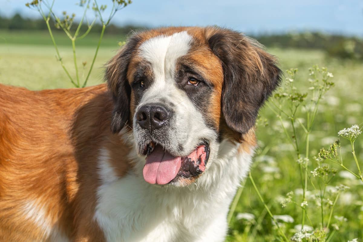 St. Bernard Puppy’s First Swim Throwback Is the Definition of Cuteness ...