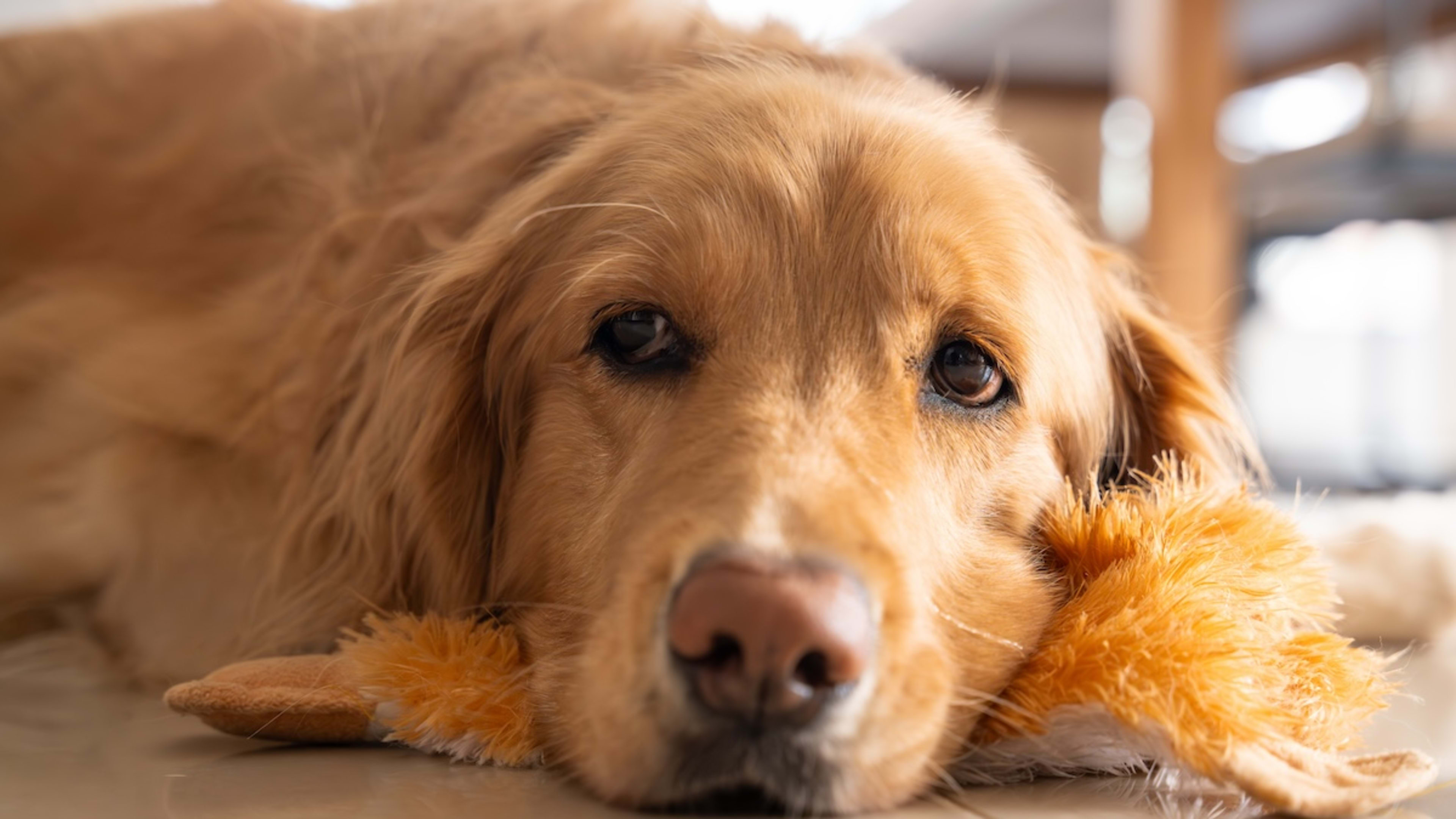 Golden Retriever Turns Into Dad's Little Mechanic Helper Complete with ...