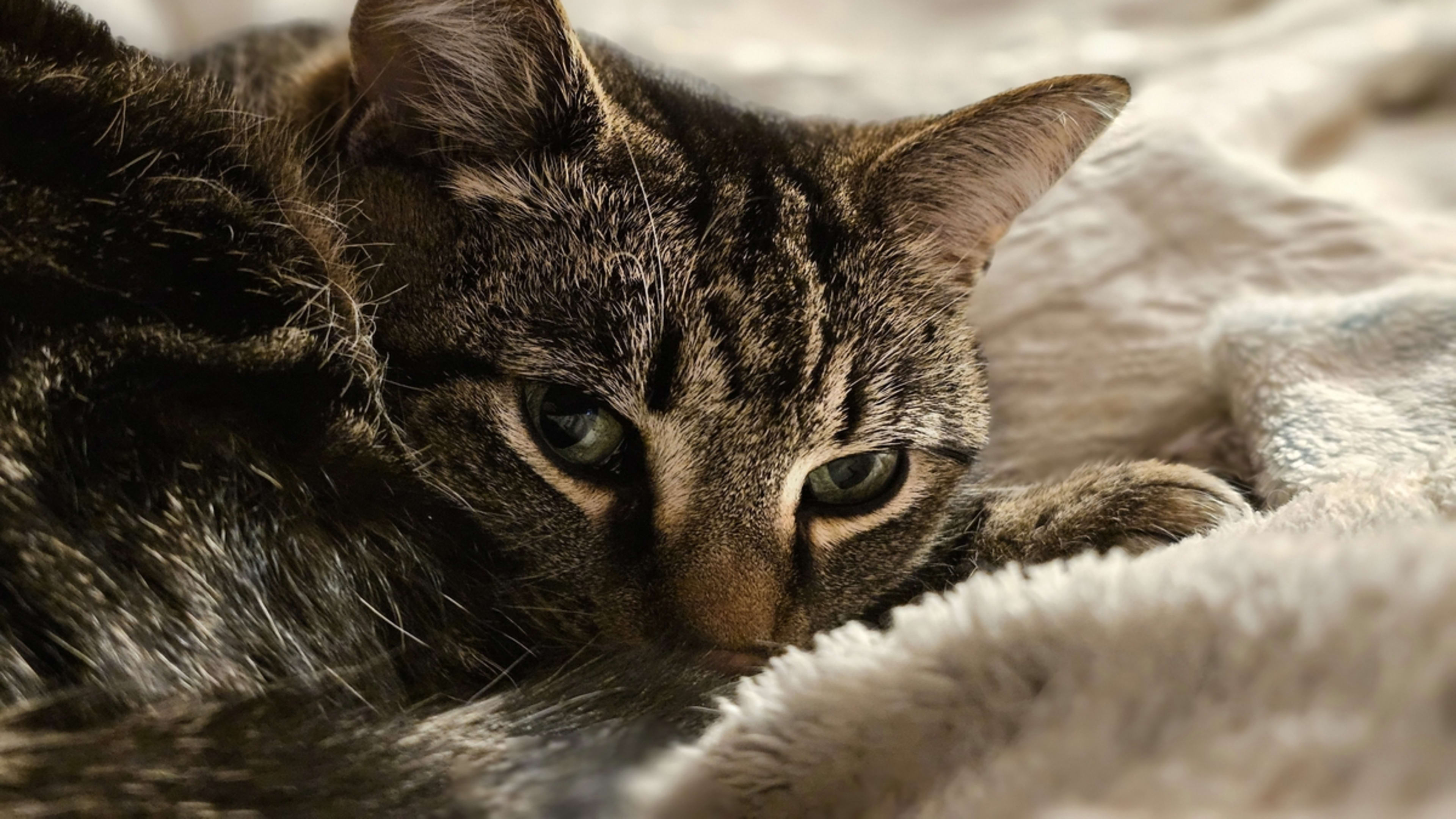 Gorgeous Stray Longhaired Tabby Walks Into Woman's House & 'Adopts Her ...