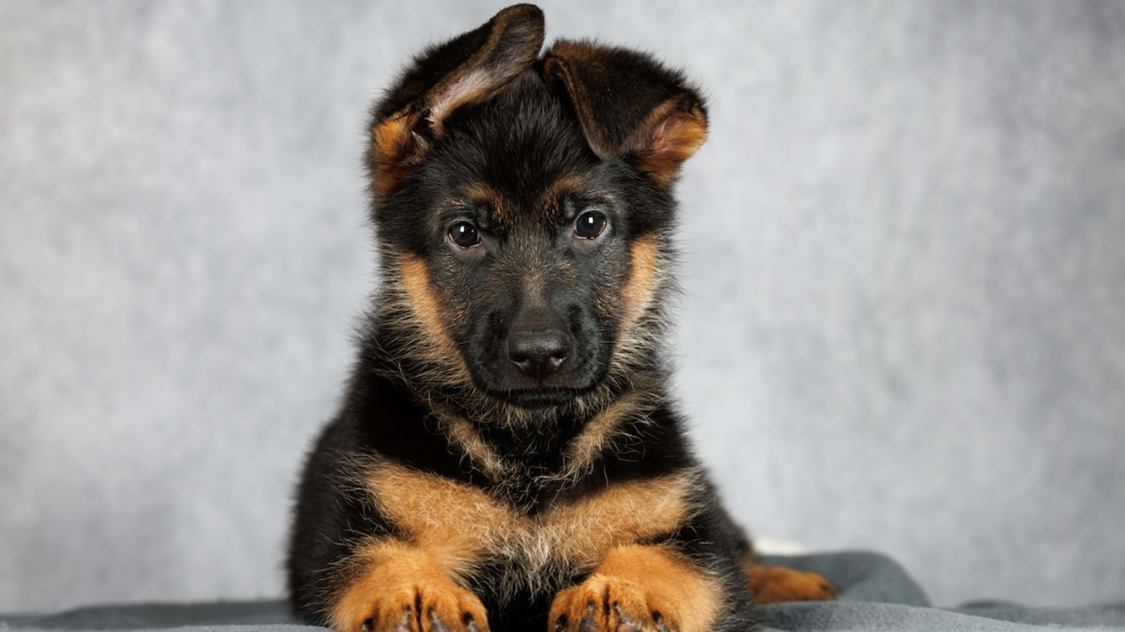 how to draw a german shepherd puppy
