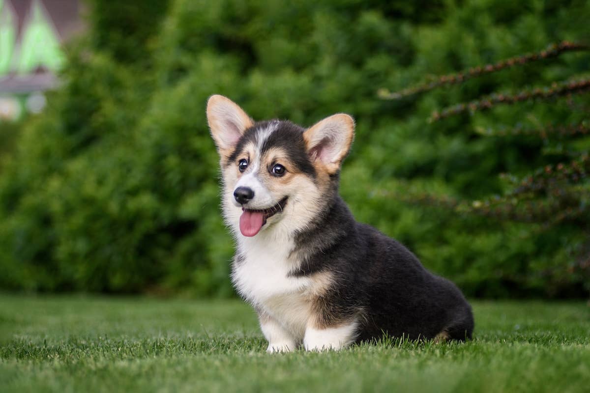 Senior Corgi Shows Big Dogs Who’s Boss at the Park Proving Age Is Just ...