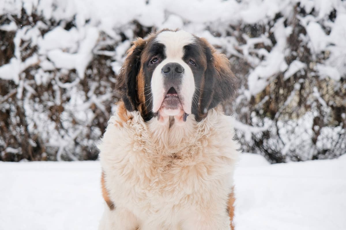 'Heroic' Saint Bernards Rescuing Dad From 'Avalanche' Totally Live Up ...