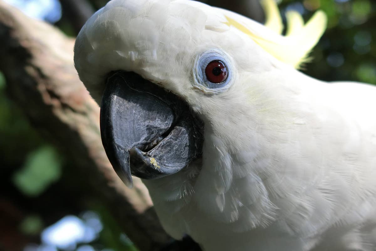 Quaker Parrot's 'Tippy Tappy' Dance While Whispering Favorite Tune Is ...