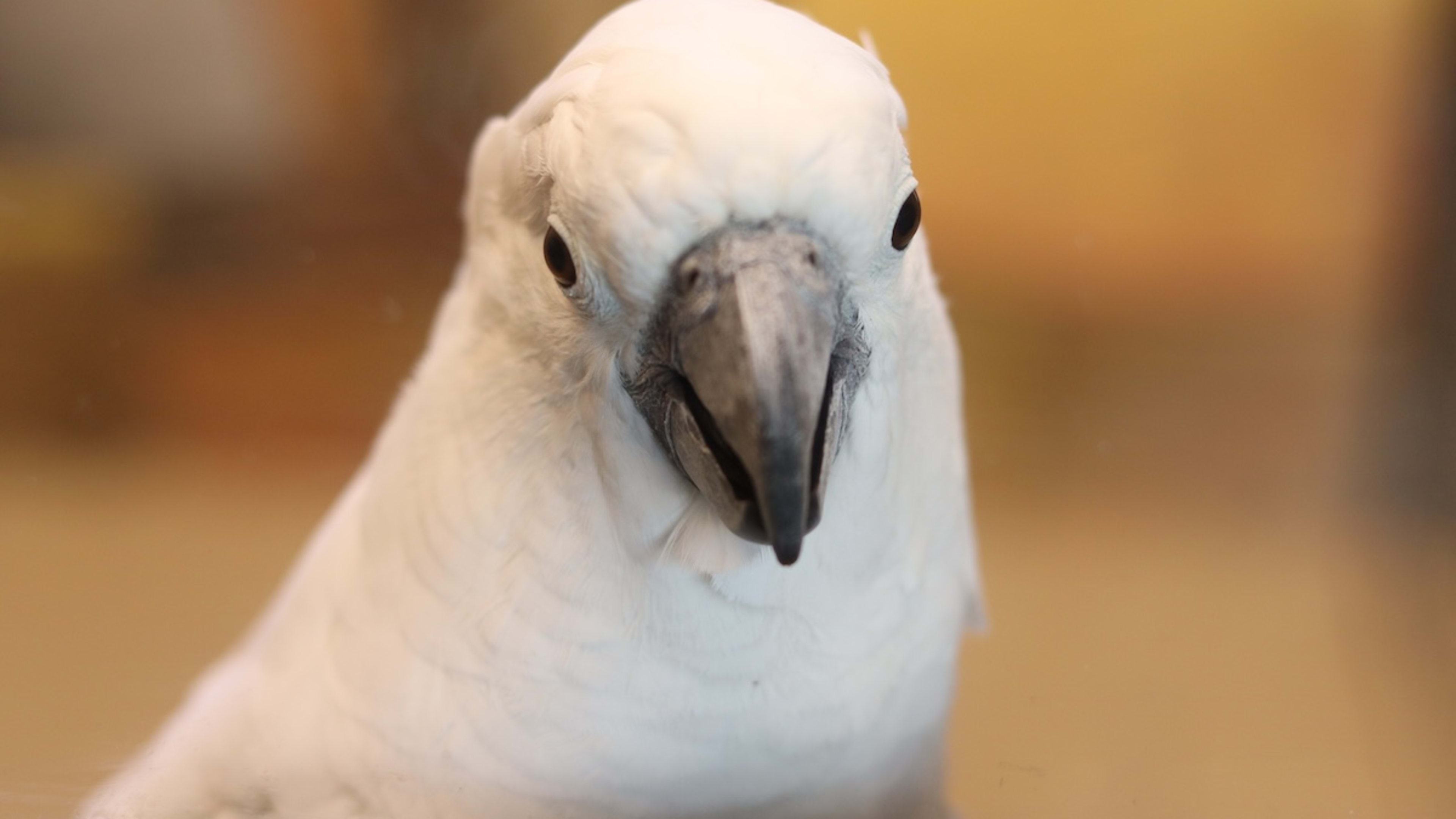 Cockatoo Tells Man He's a 'Bad Boy' During Argument & Everyone's ...