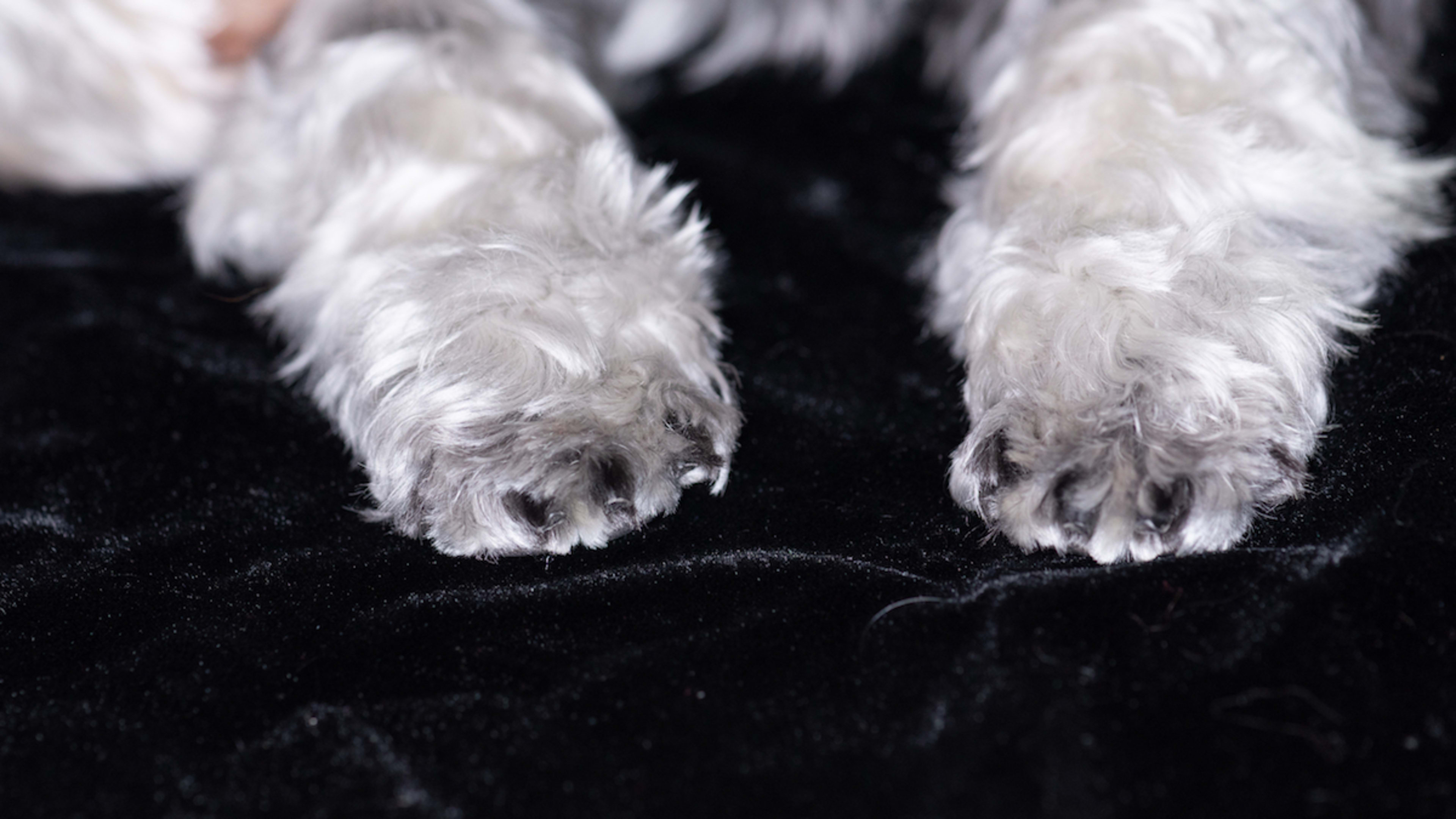 Himalayan Kitten Who Looks Exactly Like Wilford Brimley Is Taking the ...