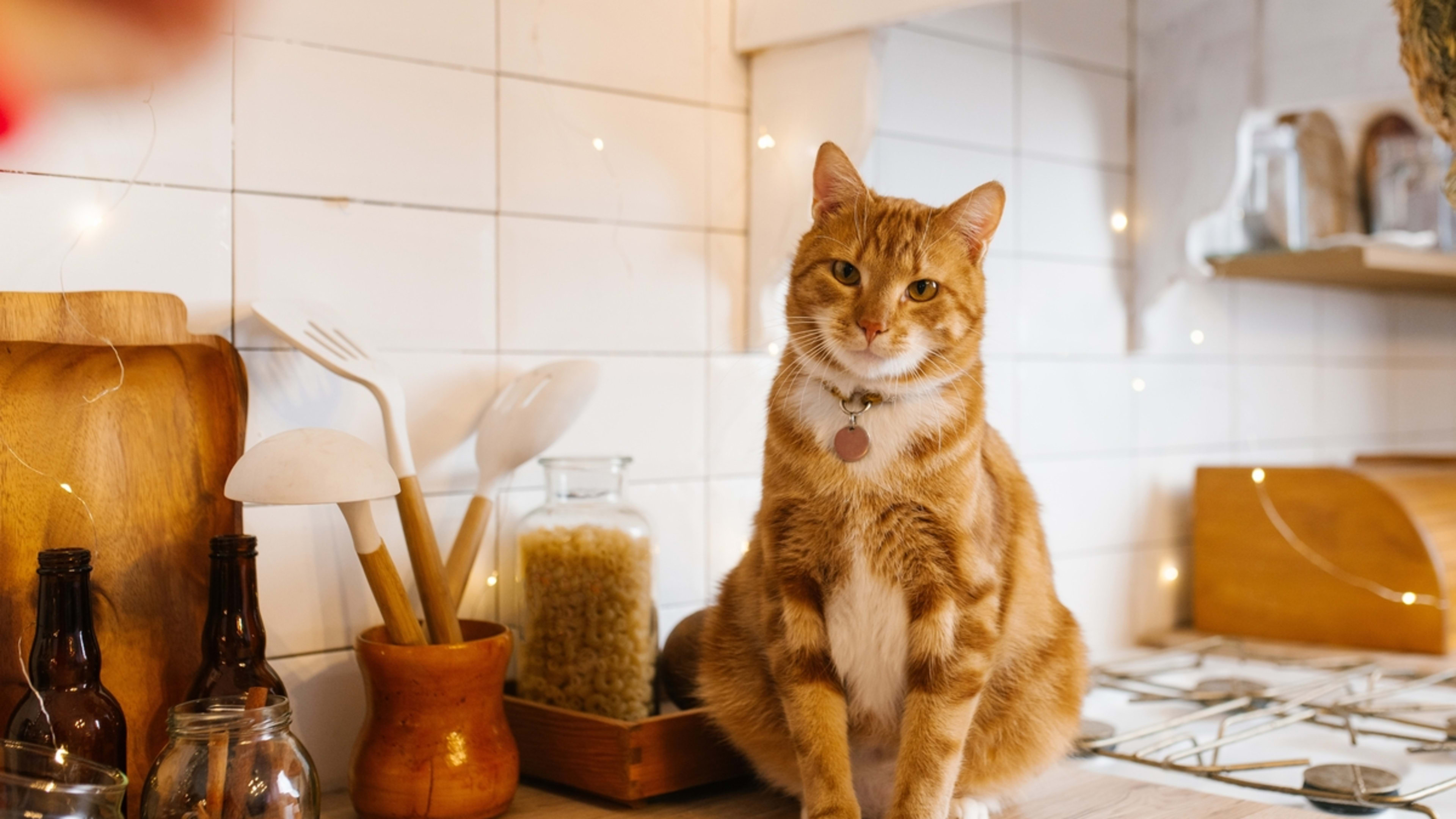 Unhinged Orange Tabby Cat Goes Down Stairs In a Way That Defies All ...