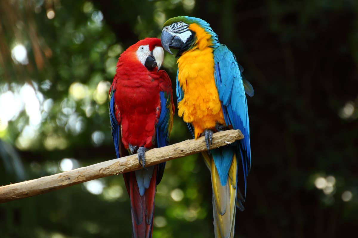Precious Macaw 'Purrs Like a Cat' Out of Pure Bliss After Shower