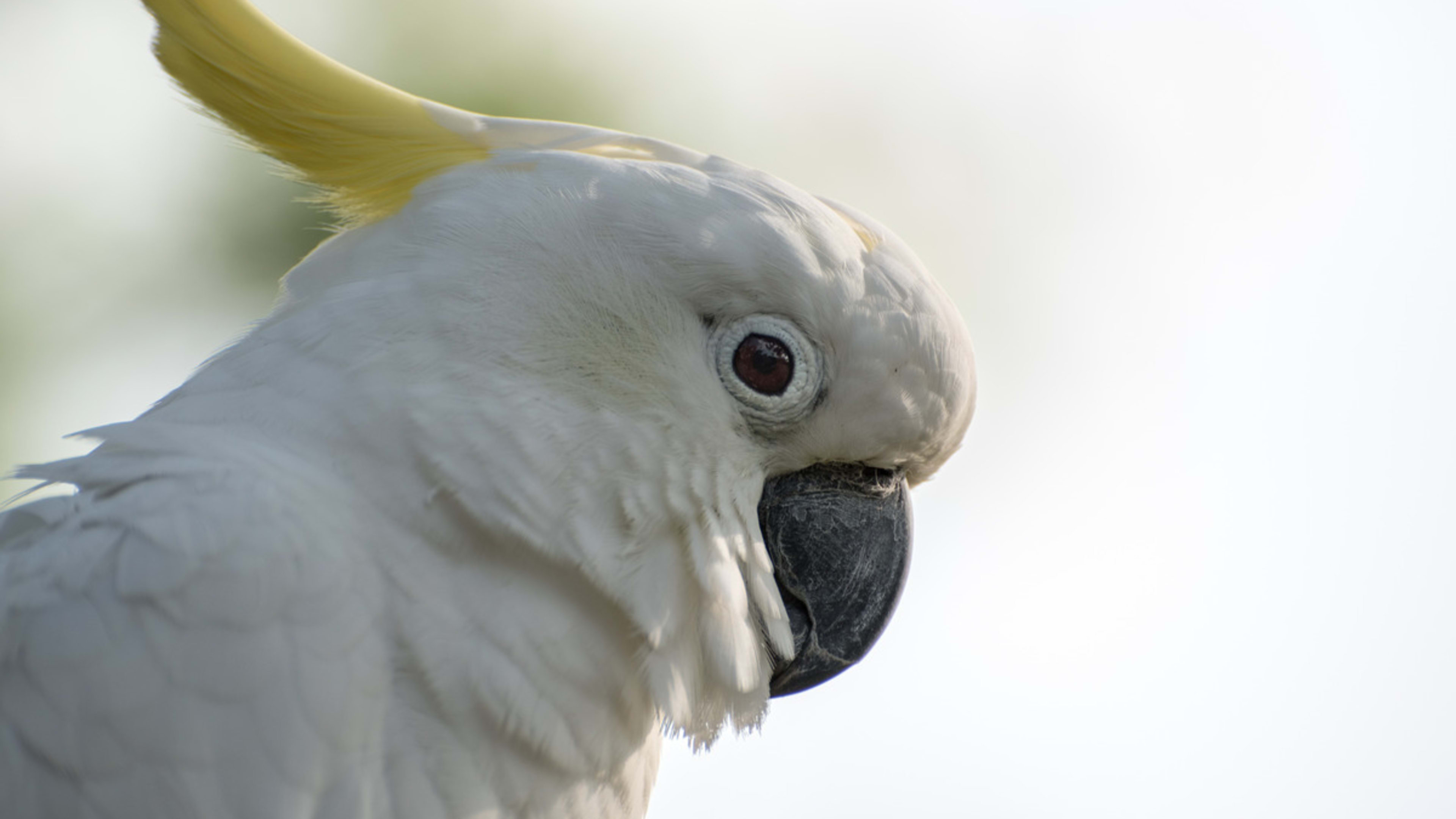 Viral 'Bacon Pancakes' Parrot Finally Has a Forever Home & Everyone's ...