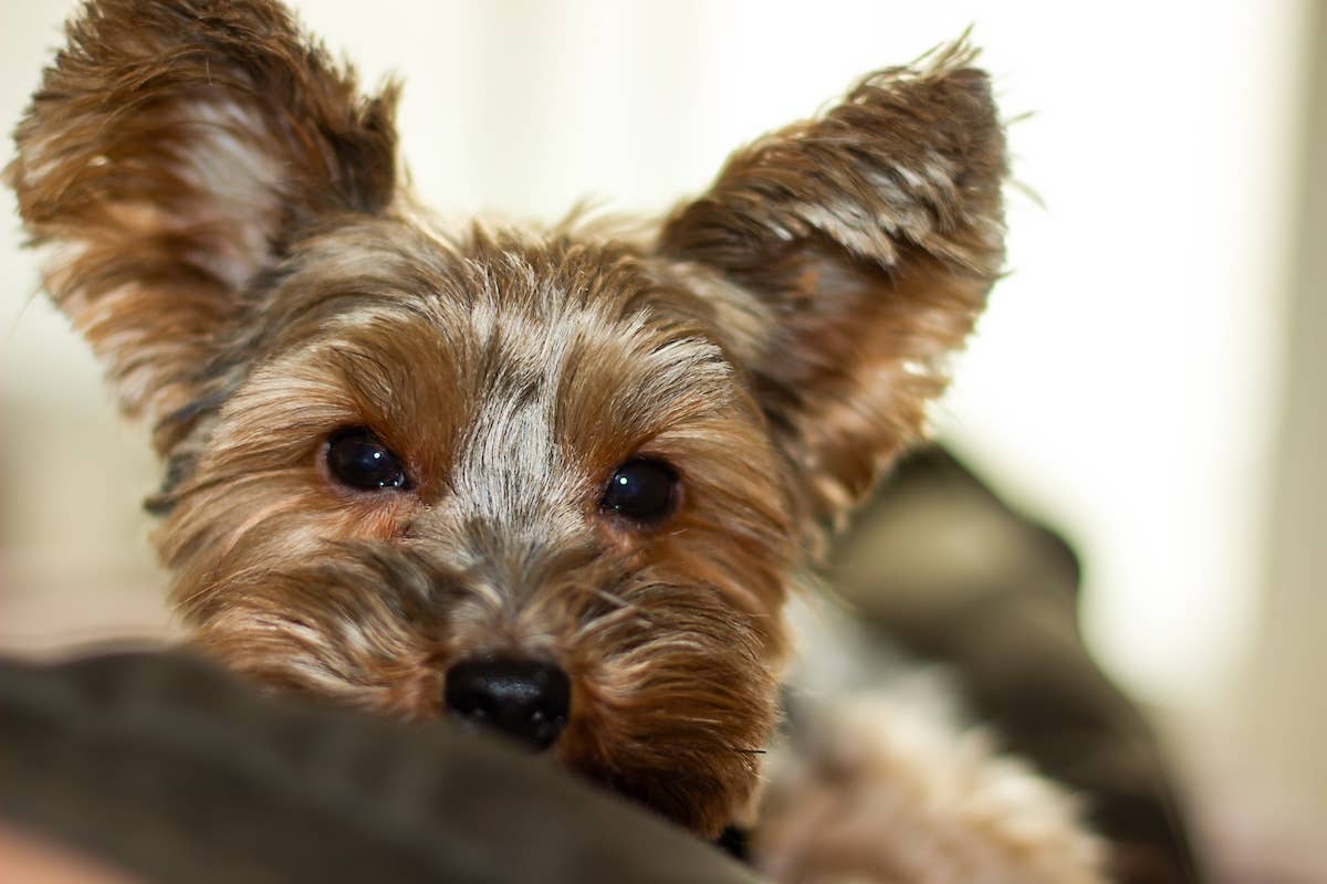 Rescue Yorkie's Epic Battle with His Own Reflection Is the Ultimate ...