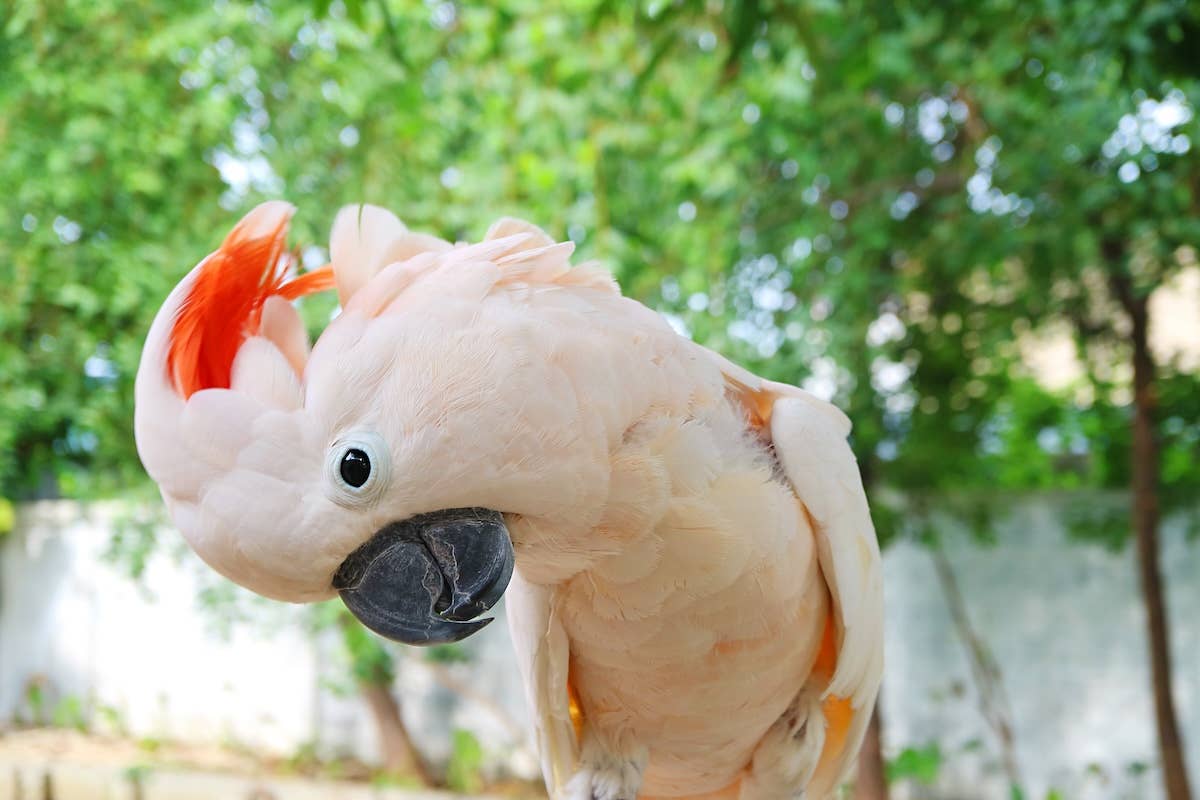 Cockatoo's Hilarious Attempt to 'Wake Up' Mom Ends with the Sweetest ...