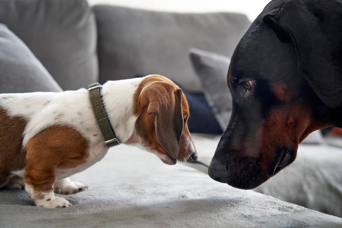Doberman Puppy Meeting Giant Maine Coon Brother Is Giving Annoying ...