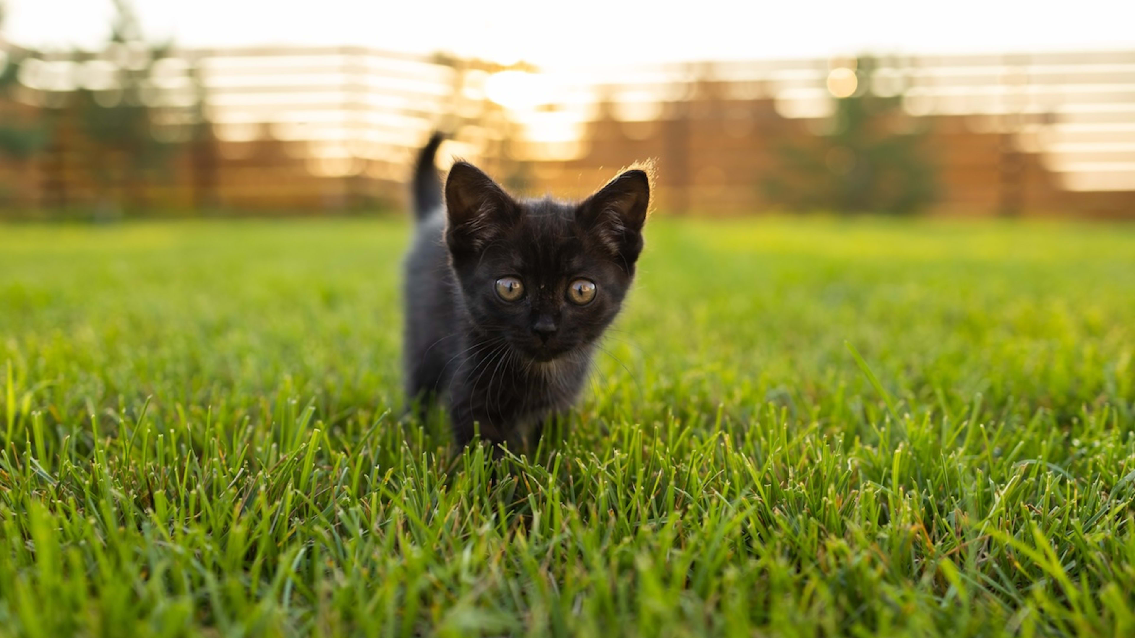Tiny Black Kitten Trying Chicken Has a Reaction Way Too Big for His ...