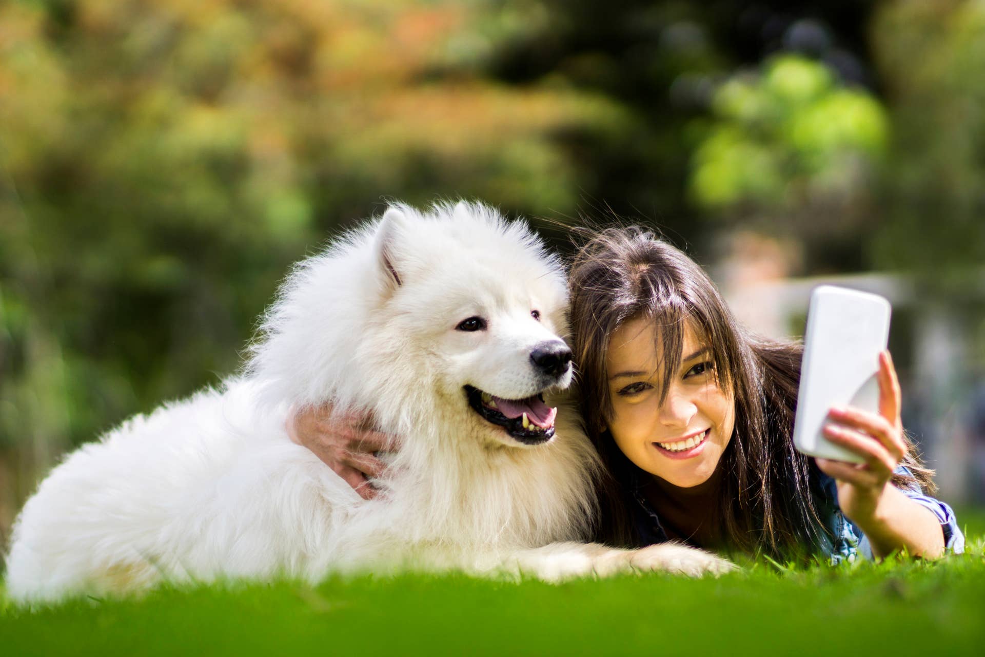 7 Best Companion Dog Breeds, According to Experts - Parade Pets