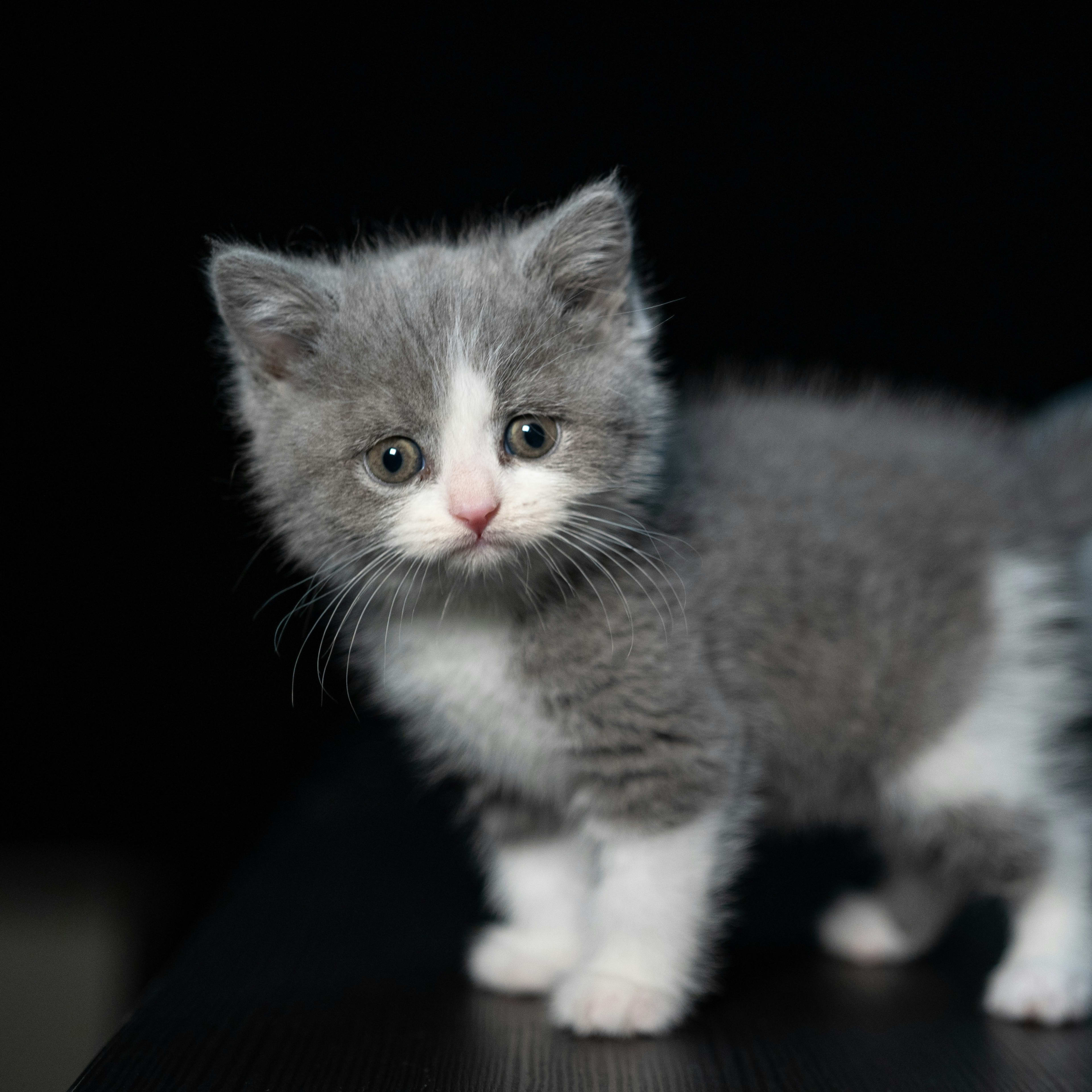Delightful Mini Pony Is So Charming Playing Around His Farm - Parade Pets