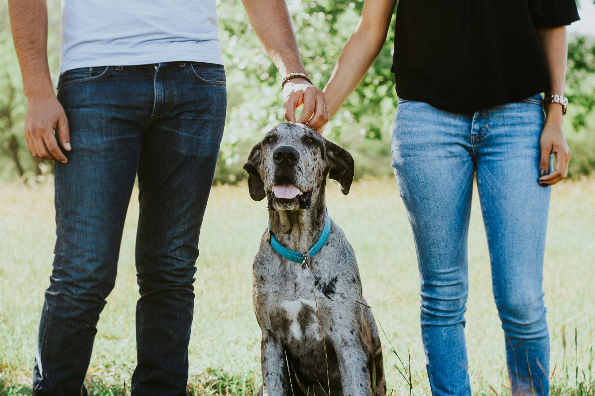 Why Do Dogs Stretch In the Morning? Experts Explain - Parade Pets