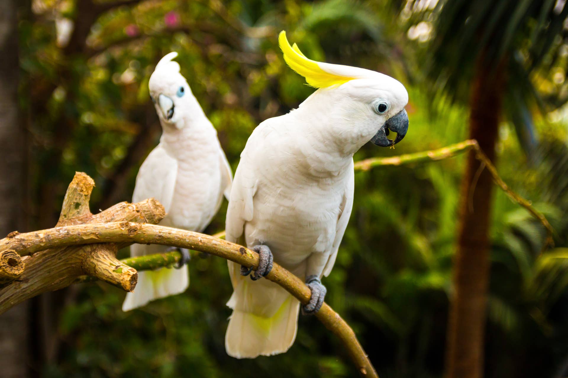 Pet Parrot Rocks Out to ‘I’m a Believer’ and We Can’t Stop Dancing Too ...