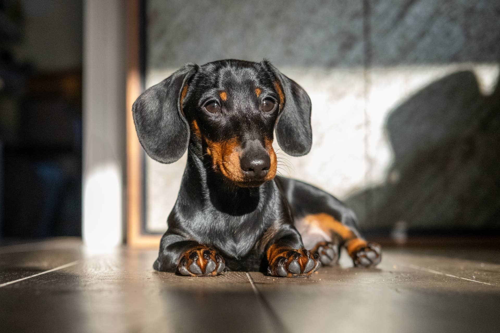 Sassy Dog Breeds: Traits & Care Tips From Experts - Parade Pets