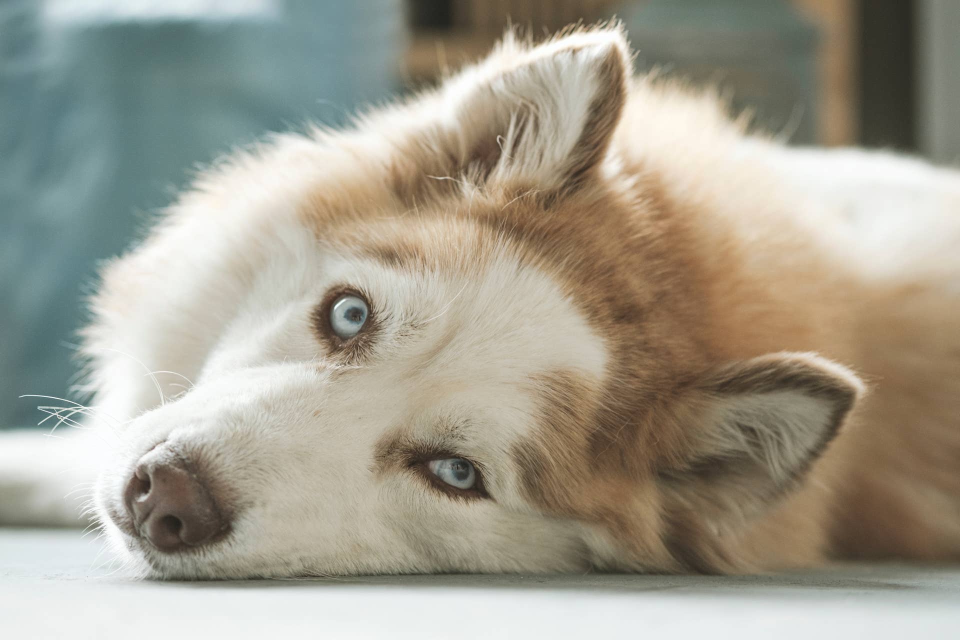 6 Dogs With Floppy Ears: Expert Tips, Traits, Health & More - Parade Pets