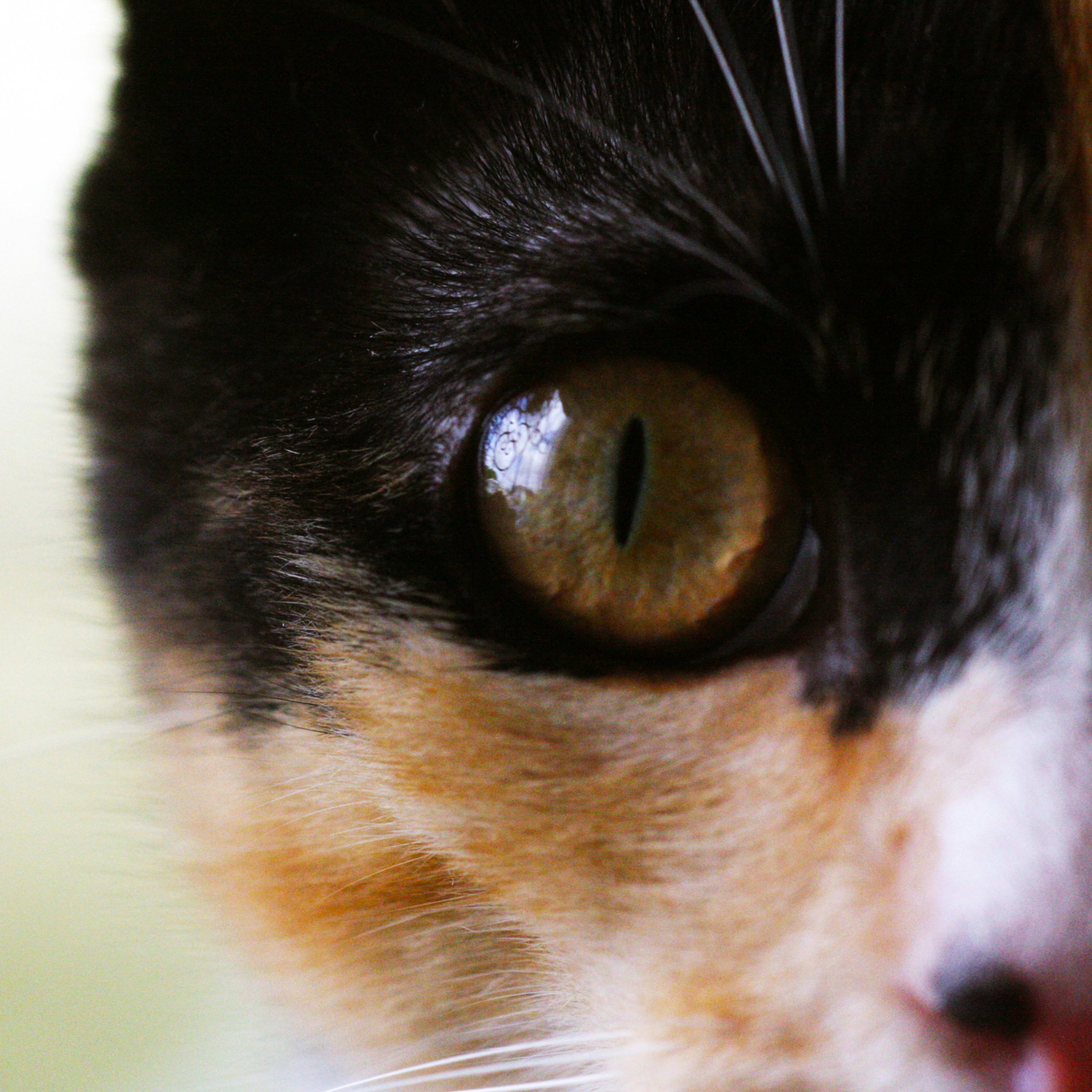13-Year-Old Golden Retriever Has an Outlined, Heart-Shaped 'Sugar Face ...