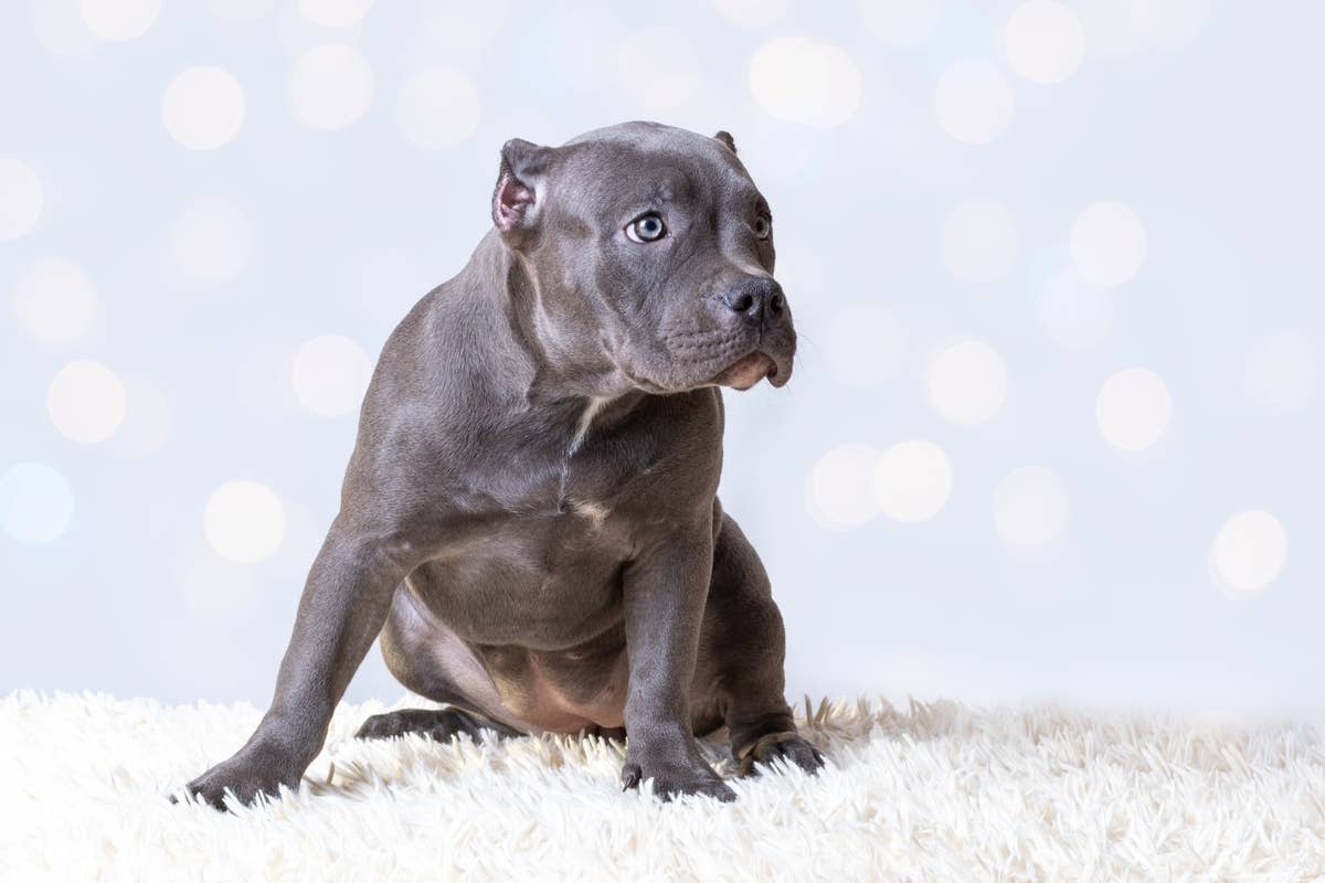 6 Dogs With Floppy Ears: Expert Tips, Traits, Health & More - Parade Pets