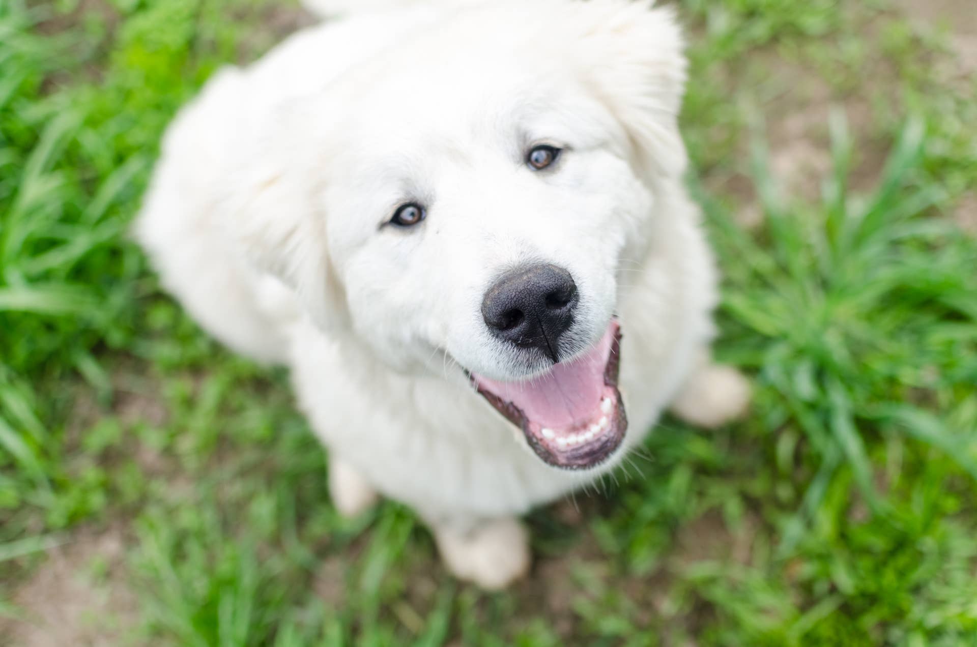 6 Dogs With Floppy Ears: Expert Tips, Traits, Health & More - Parade Pets