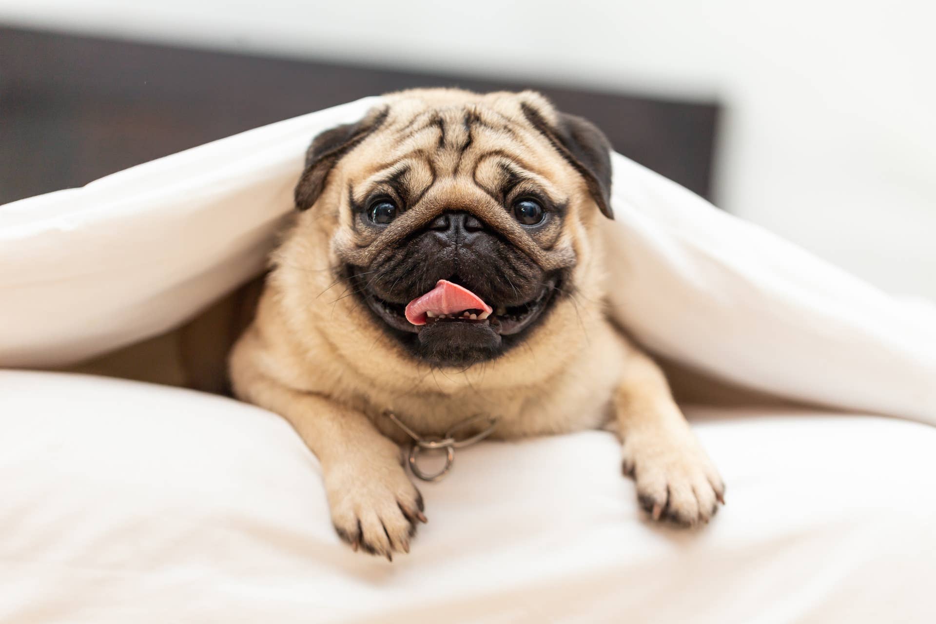 7 Softest Dog Breeds for Fluffy Fur Cuddling - Parade Pets
