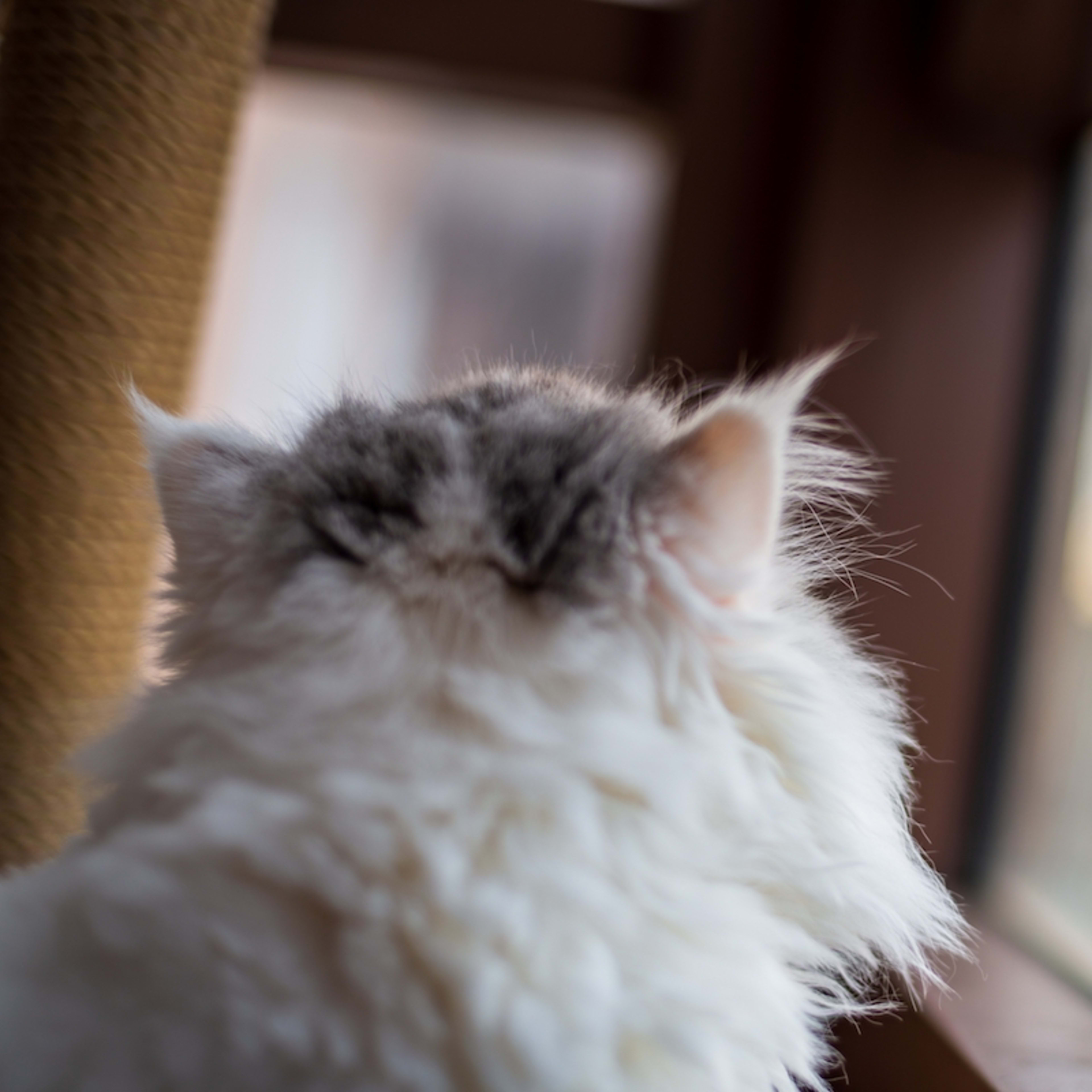 persian cats look grumpy