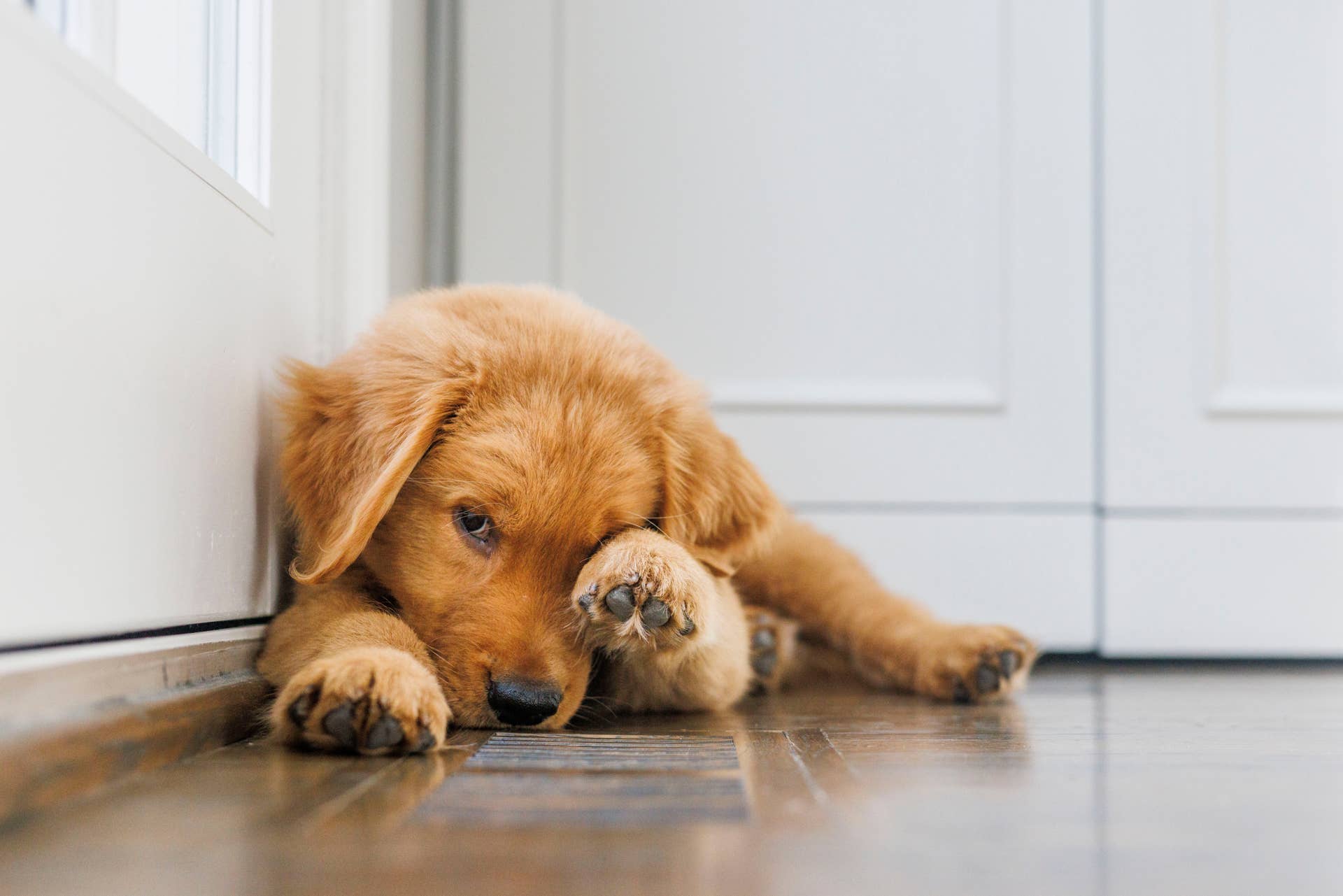 6 Dogs With Floppy Ears: Expert Tips, Traits, Health & More - Parade Pets