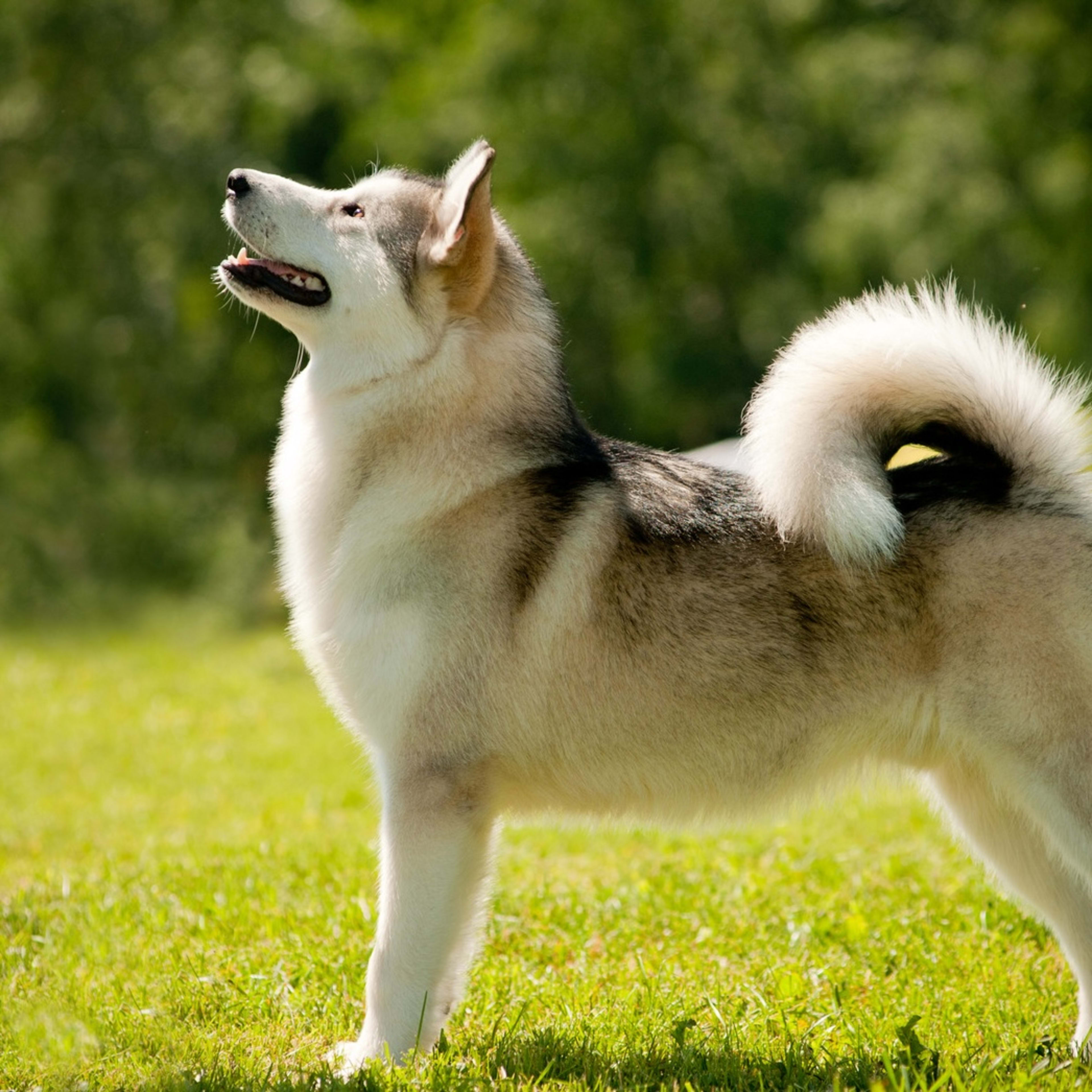 cutest malamute