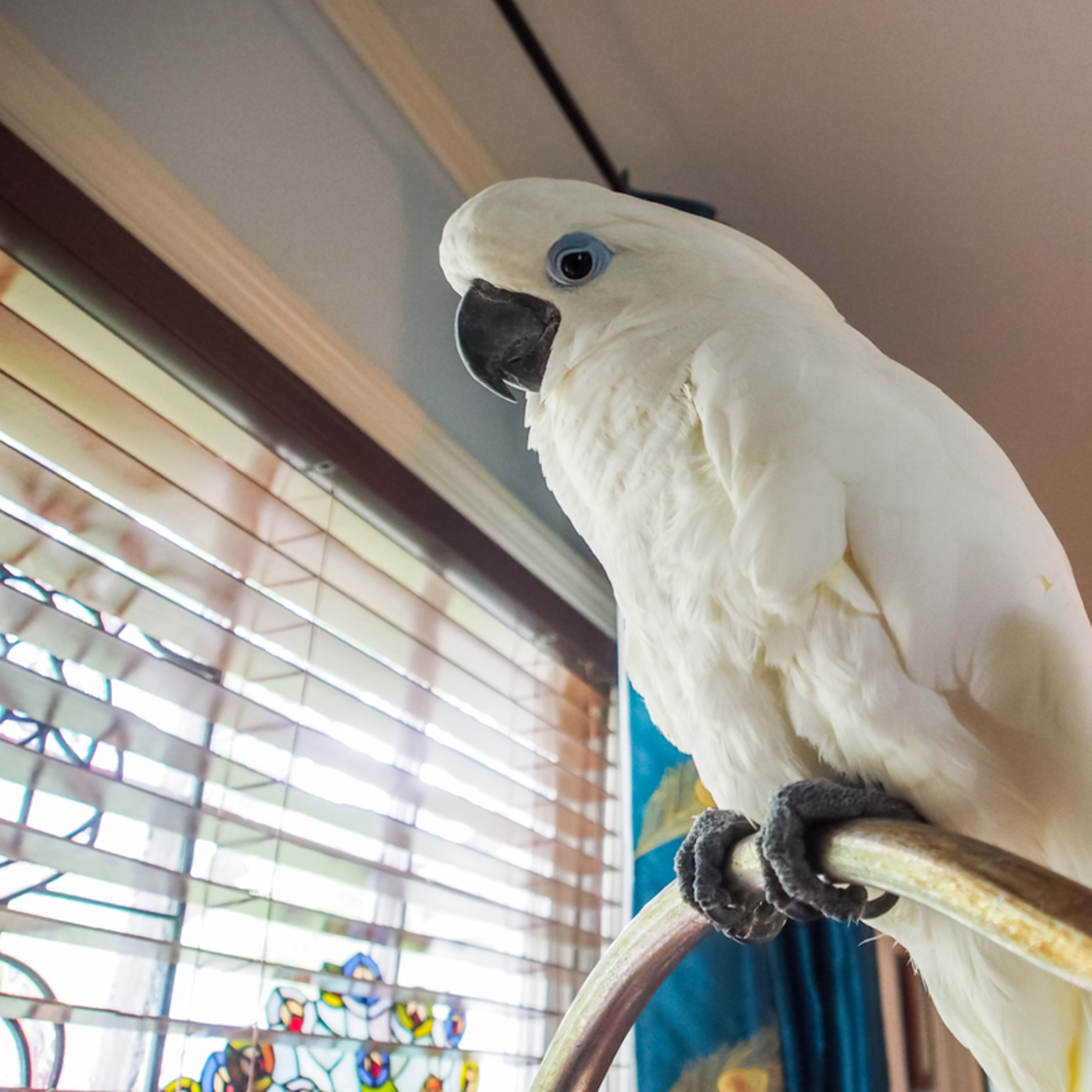 Scottish Wildcat’s Intense Game Face During Tug-of-War Is Next-Level ...