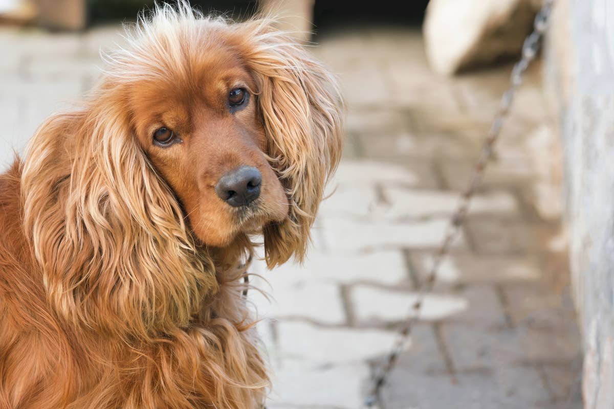 Ebony-and-Ivory-Striped Cocker Spaniel Is an Oreo Sundae Delight ...