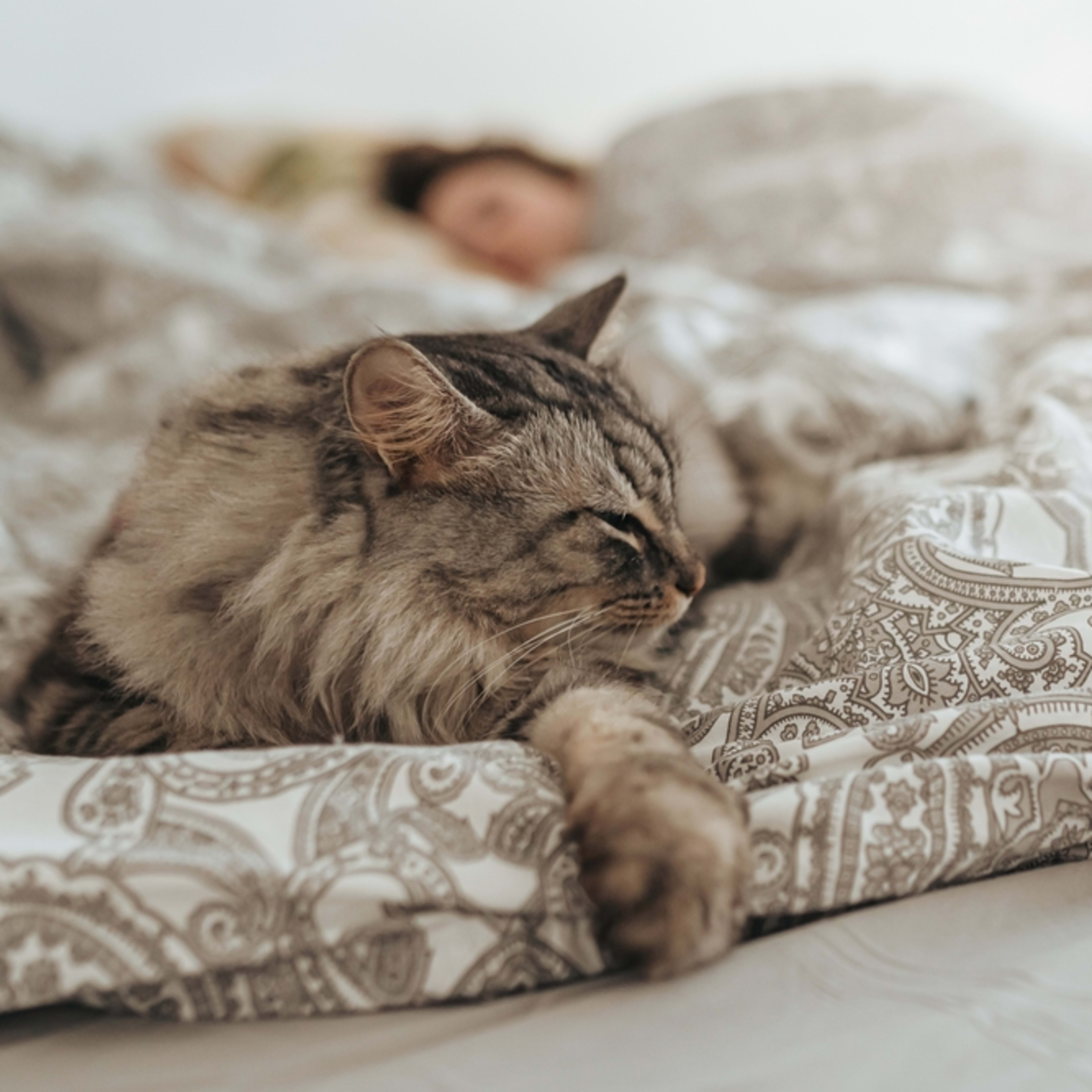 Tired Foster Puppy with 'FOMO' Has to Be Convinced to Go to Sleep in ...