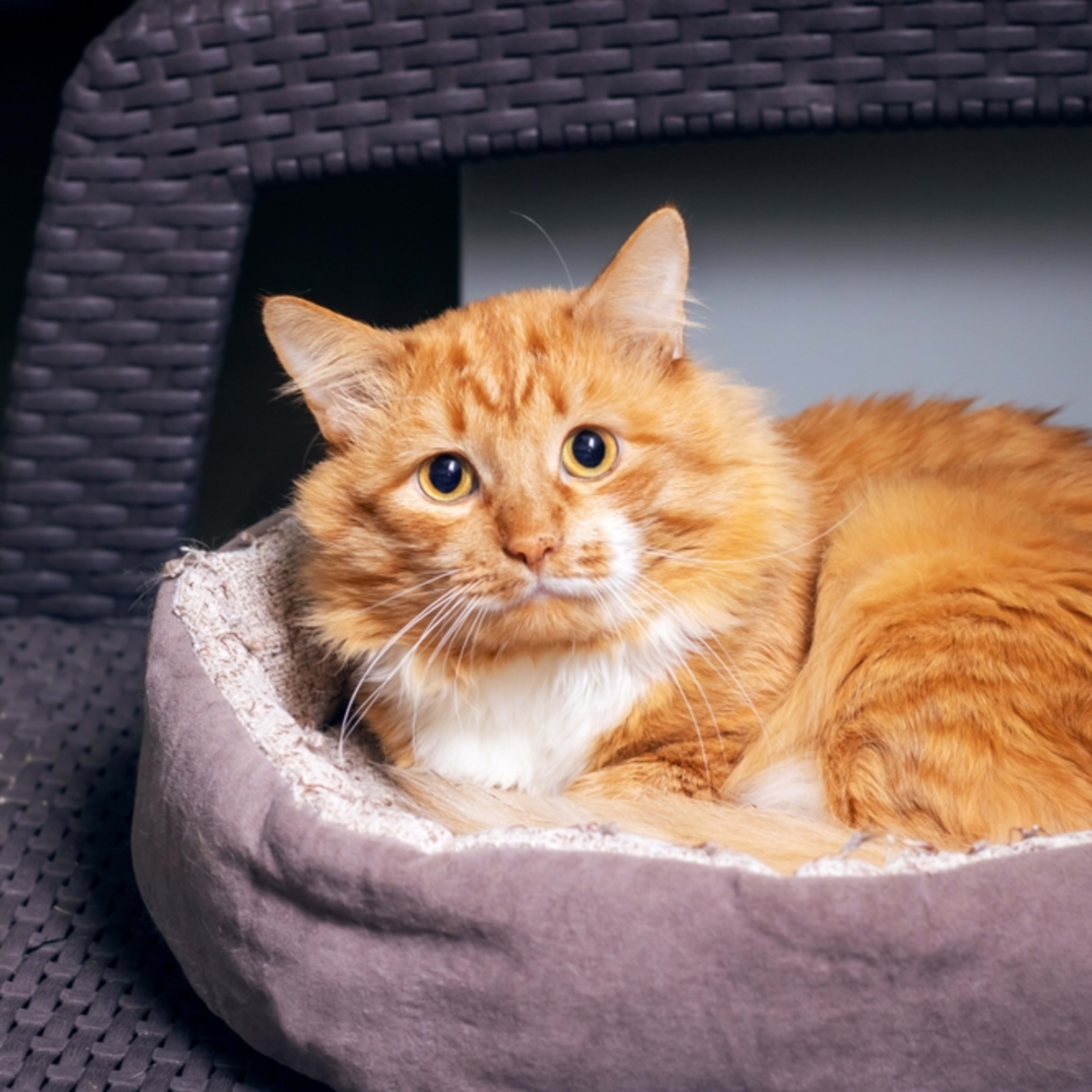 Gray Cat’s Hilarious Half-Asleep Face Makes Her Look Straight-up ...